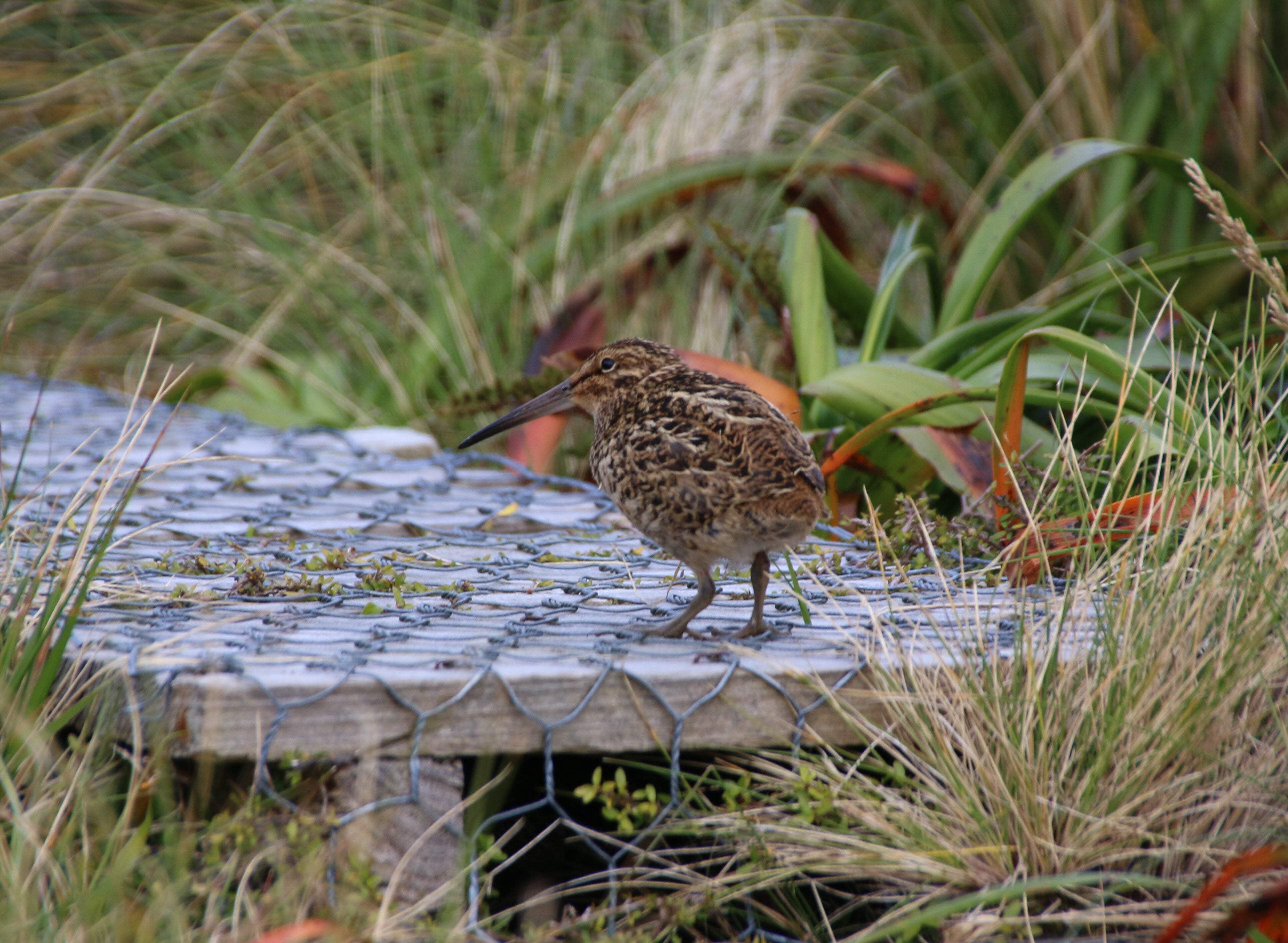 Extinct Austral Snipe Bird Glossy Poster Picture Photo Print Banner ...