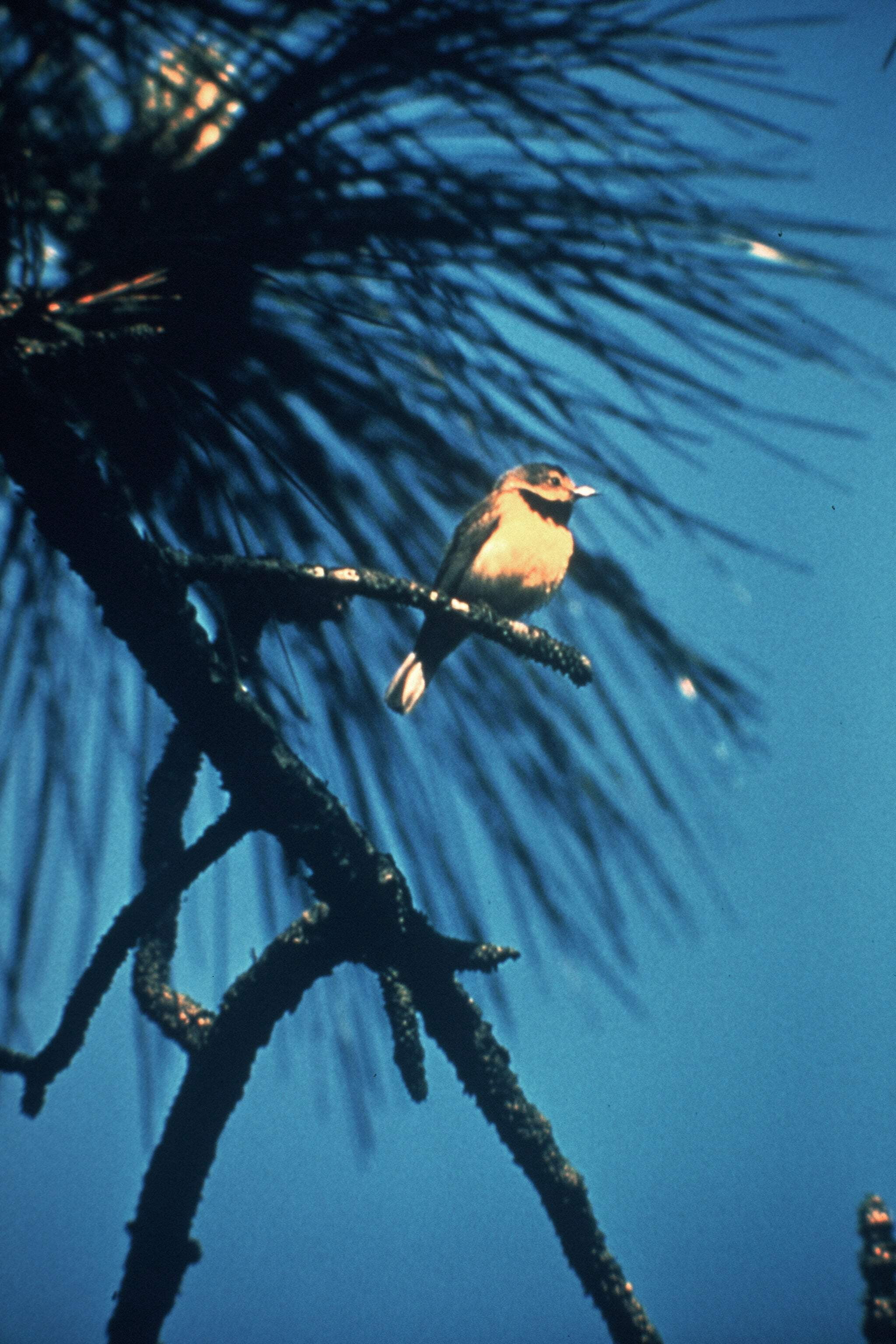 Extinct Bachman'S Warbler Bird Glossy Poster Picture Photo Print Banner ...