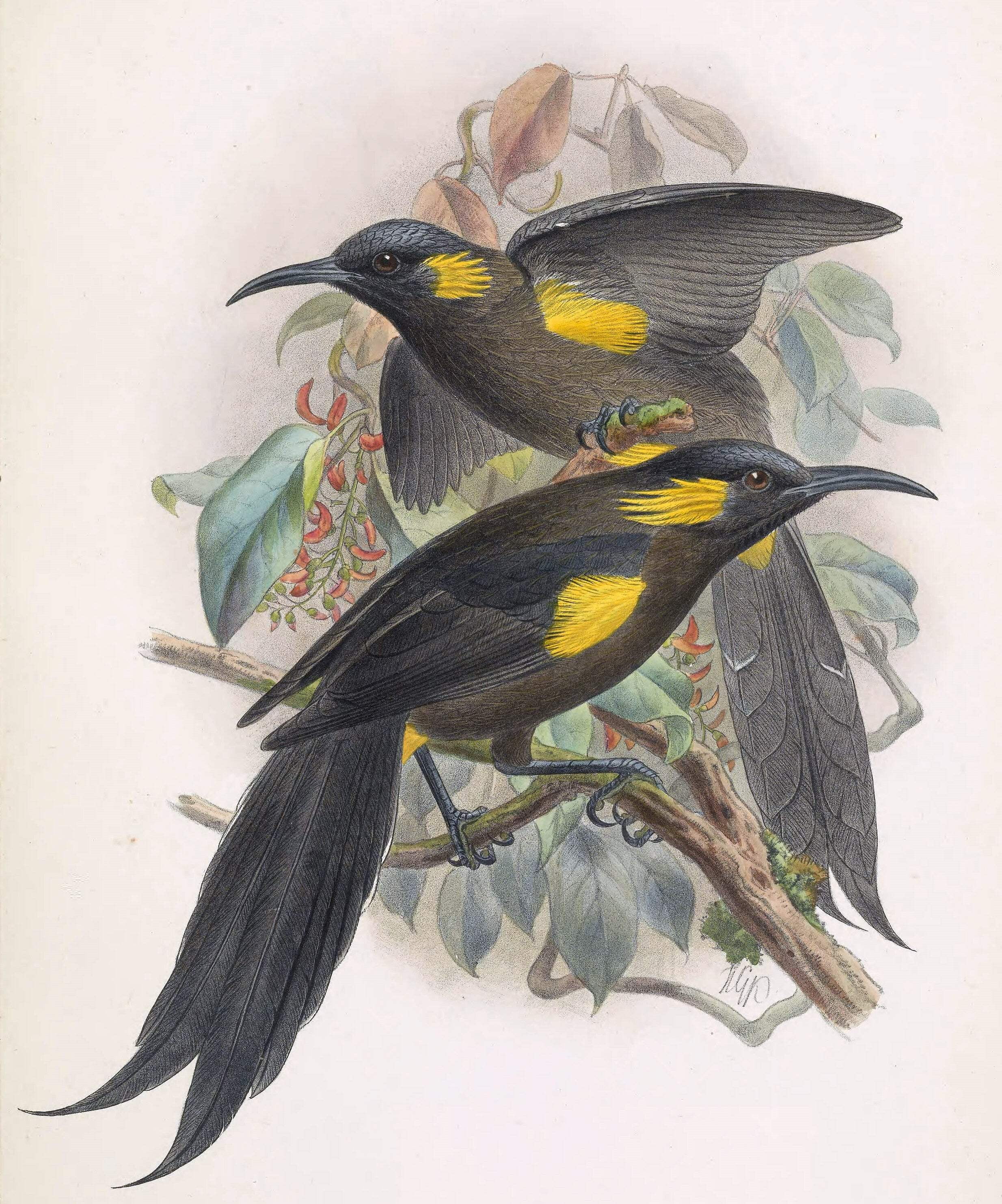 Extinct Bishop'S '?'? O O Bird Glossy Poster Picture Photo Print Banner ...