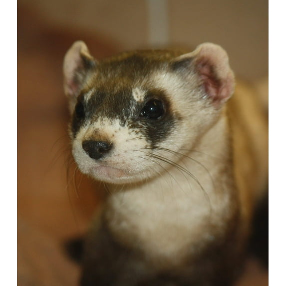 Extinct Black Footed Ferrett Glossy Poster Picture Photo Print Banner Conversationprints ...