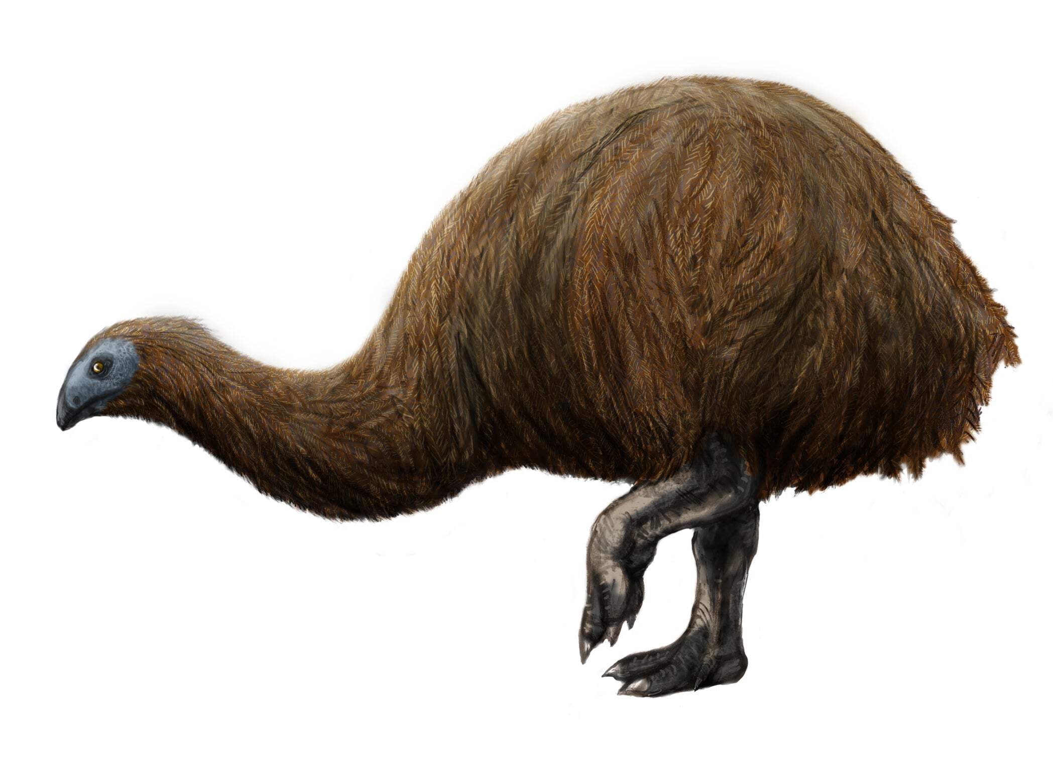 Extinct Broad Billed Moa Coastal Glossy Poster Picture Photo Print ...