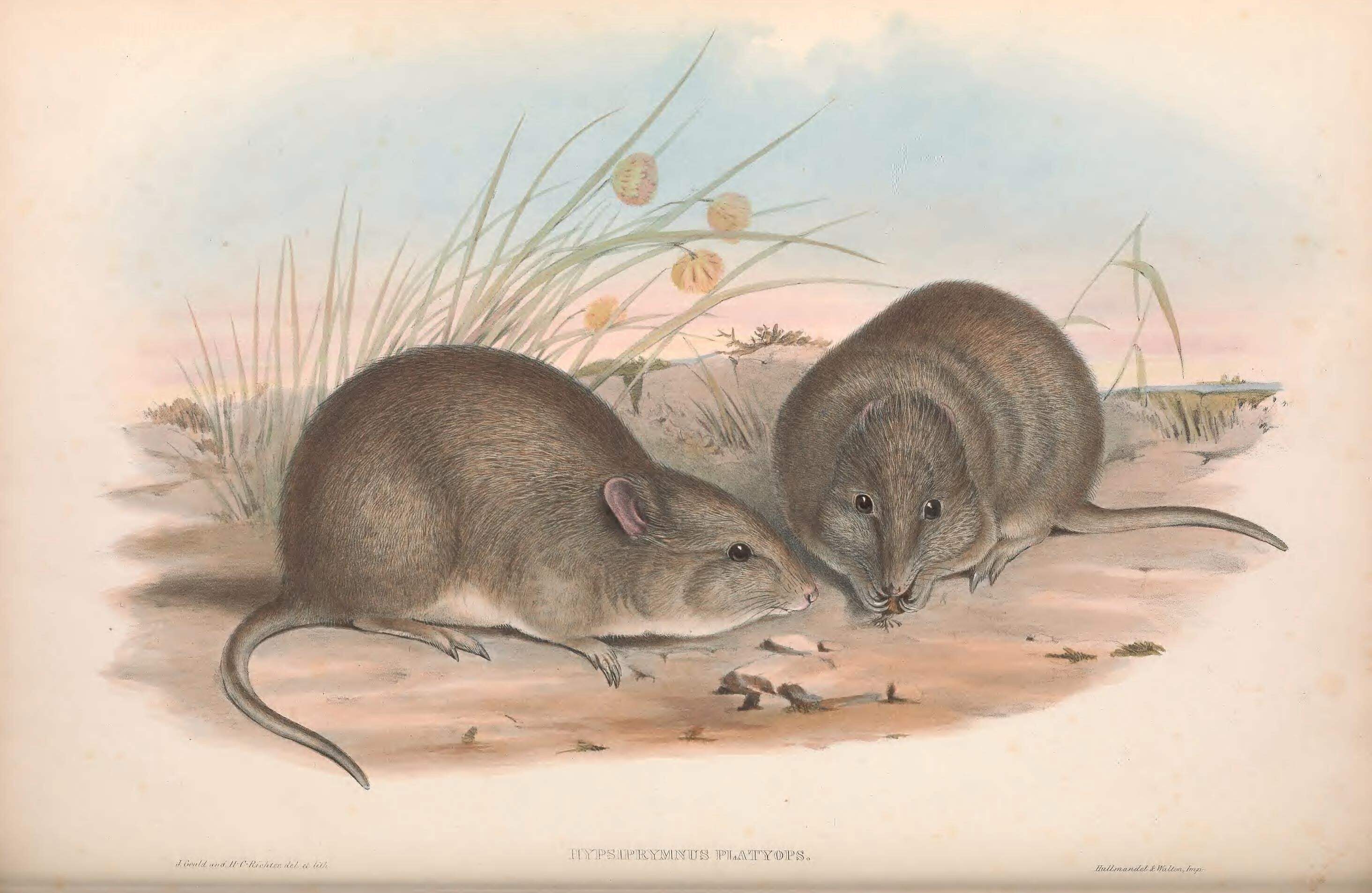 Extinct Broad Faced Potoroo Glossy Poster Picture Photo Print Banner ...
