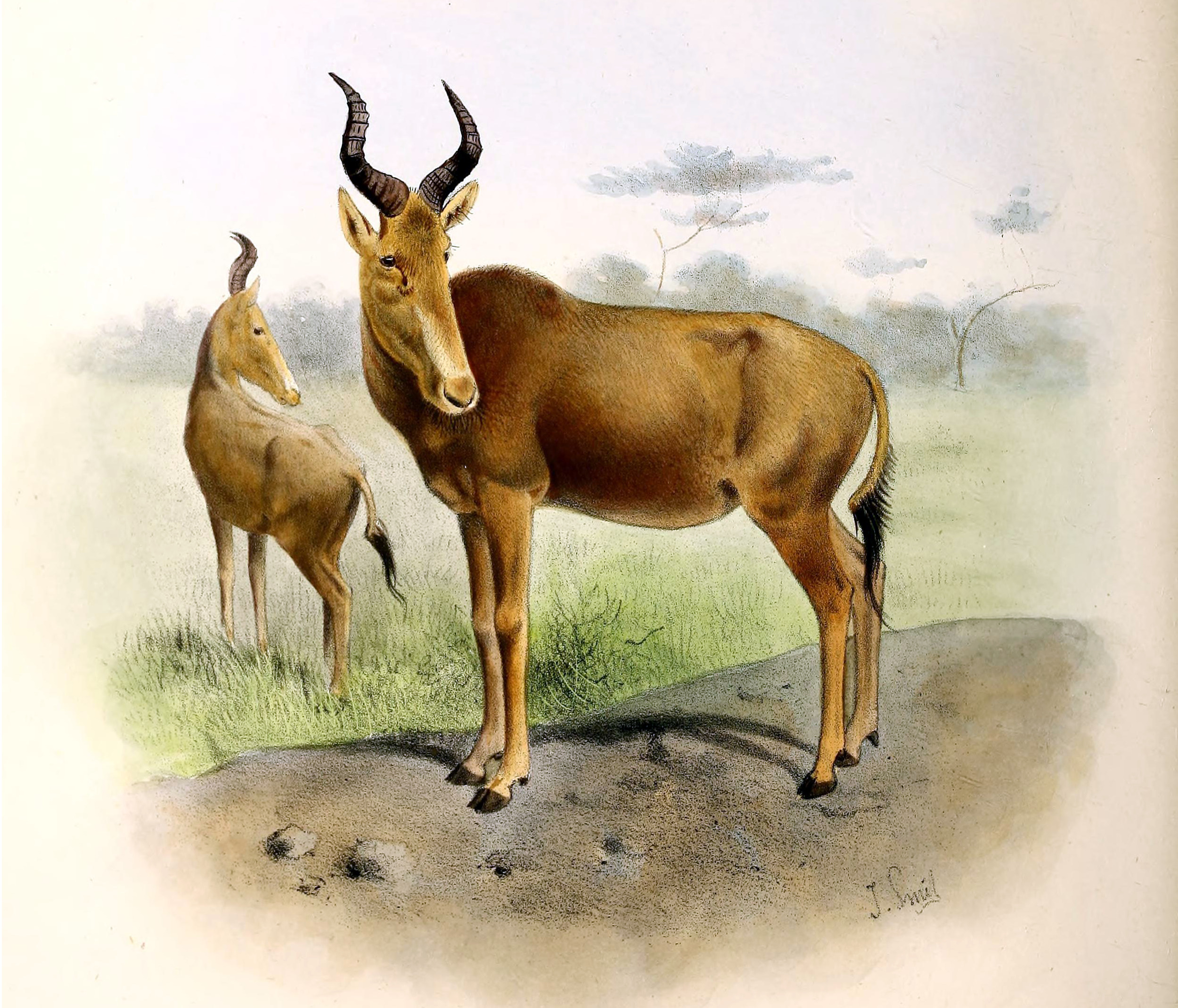 Extinct Bubal Hartebeest Antelope Glossy Poster Picture Photo Print ...