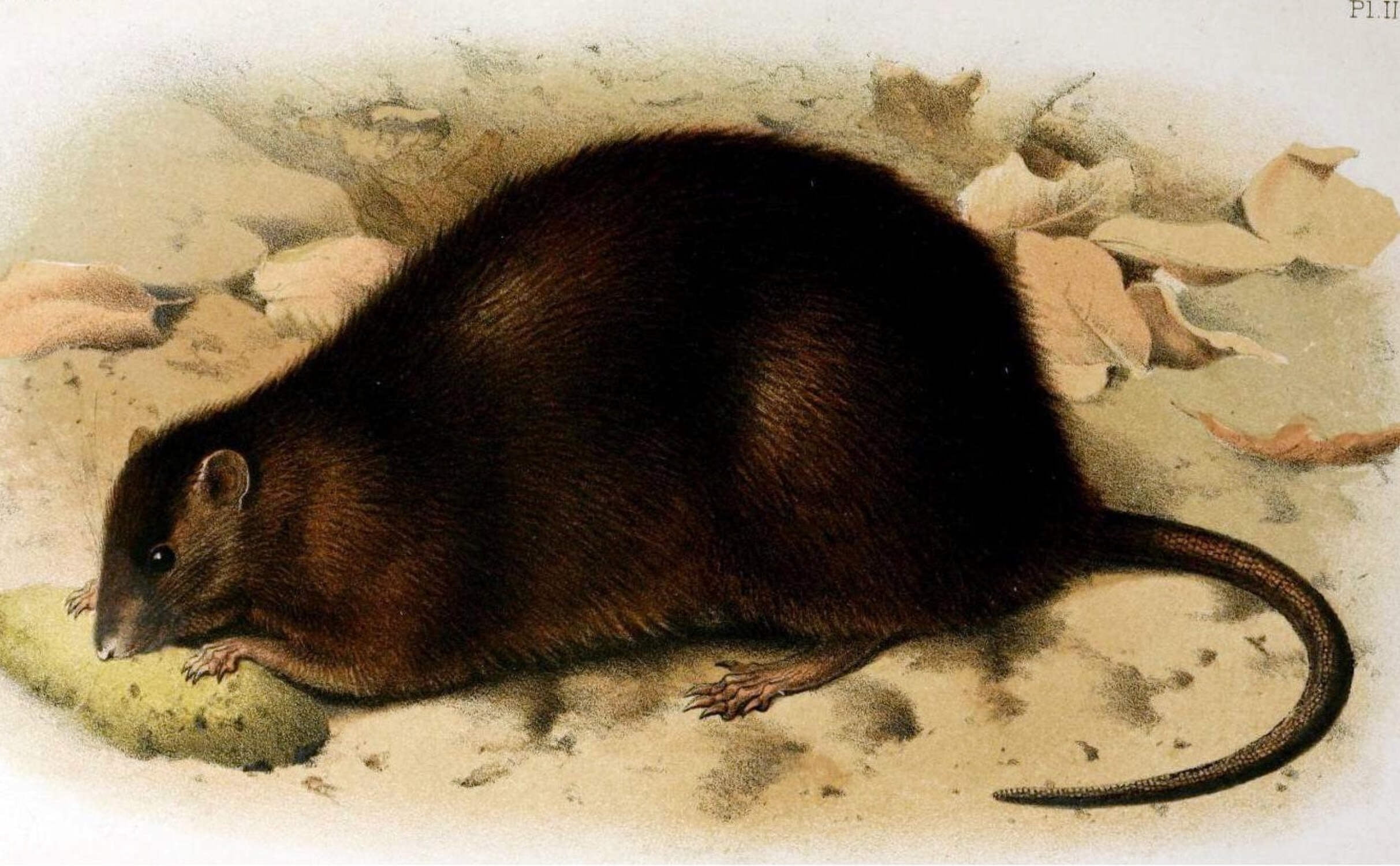 Extinct Bulldog Rat Island Glossy Poster Picture Photo Print Banner ...