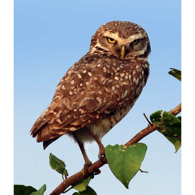 Extinct Burrowing Owl Shoco Glossy Poster Picture Photo Print Banner ...
