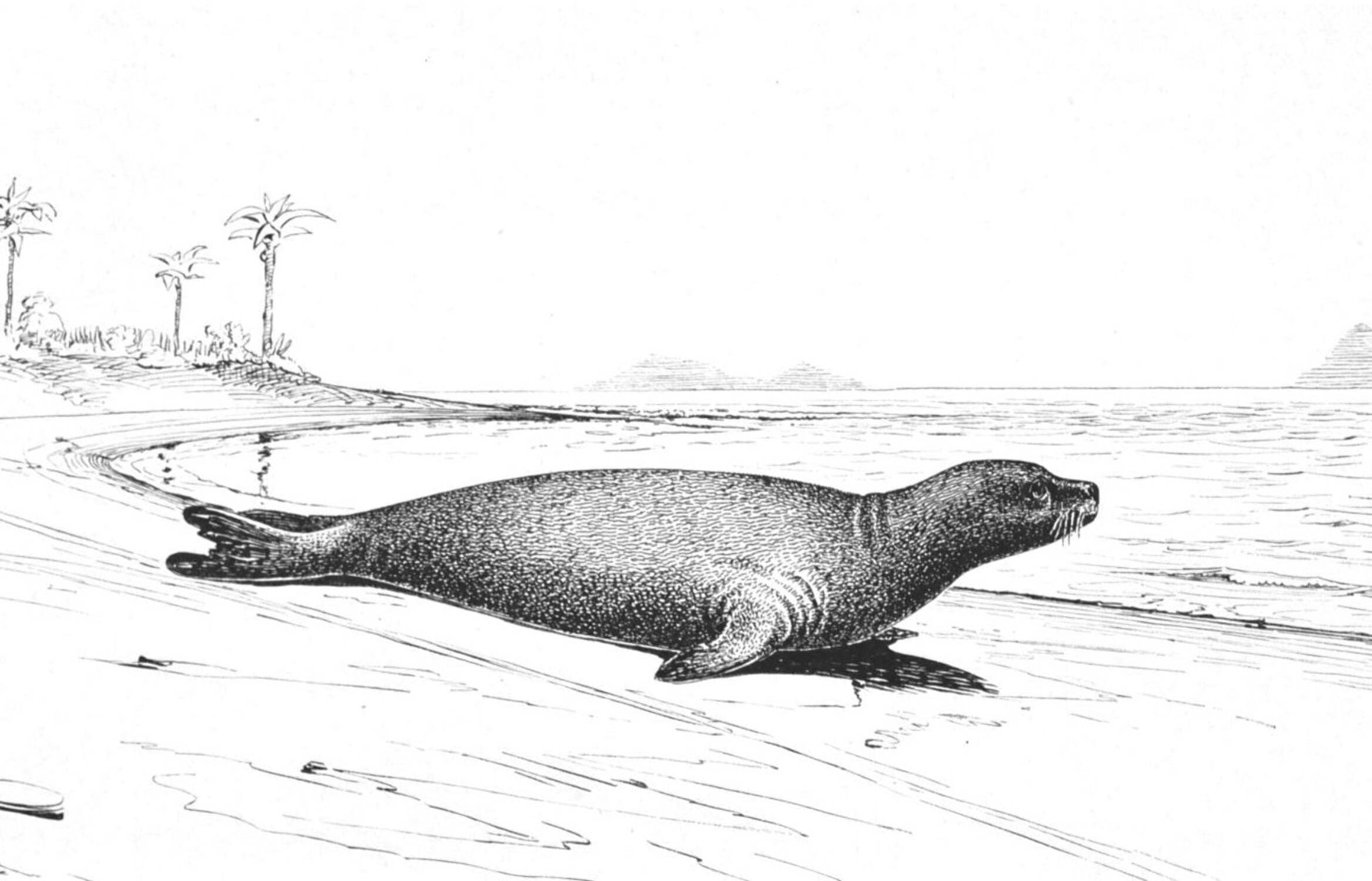 Extinct Caribbean Monk Seal Glossy Poster Picture Photo Print Banner ...