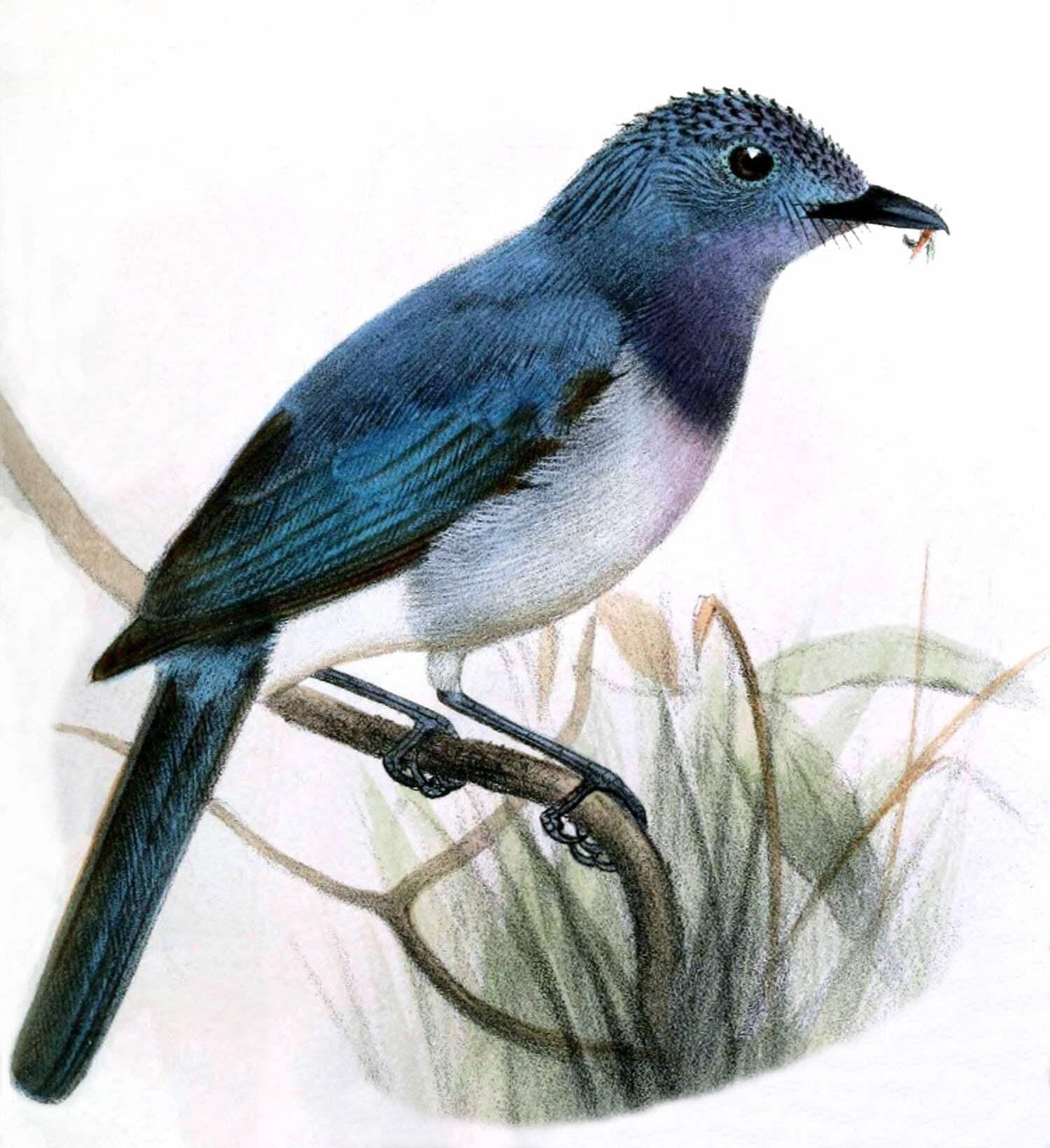 Extinct Celestial Monarch Bird Glossy Poster Picture Photo Print Banner ...