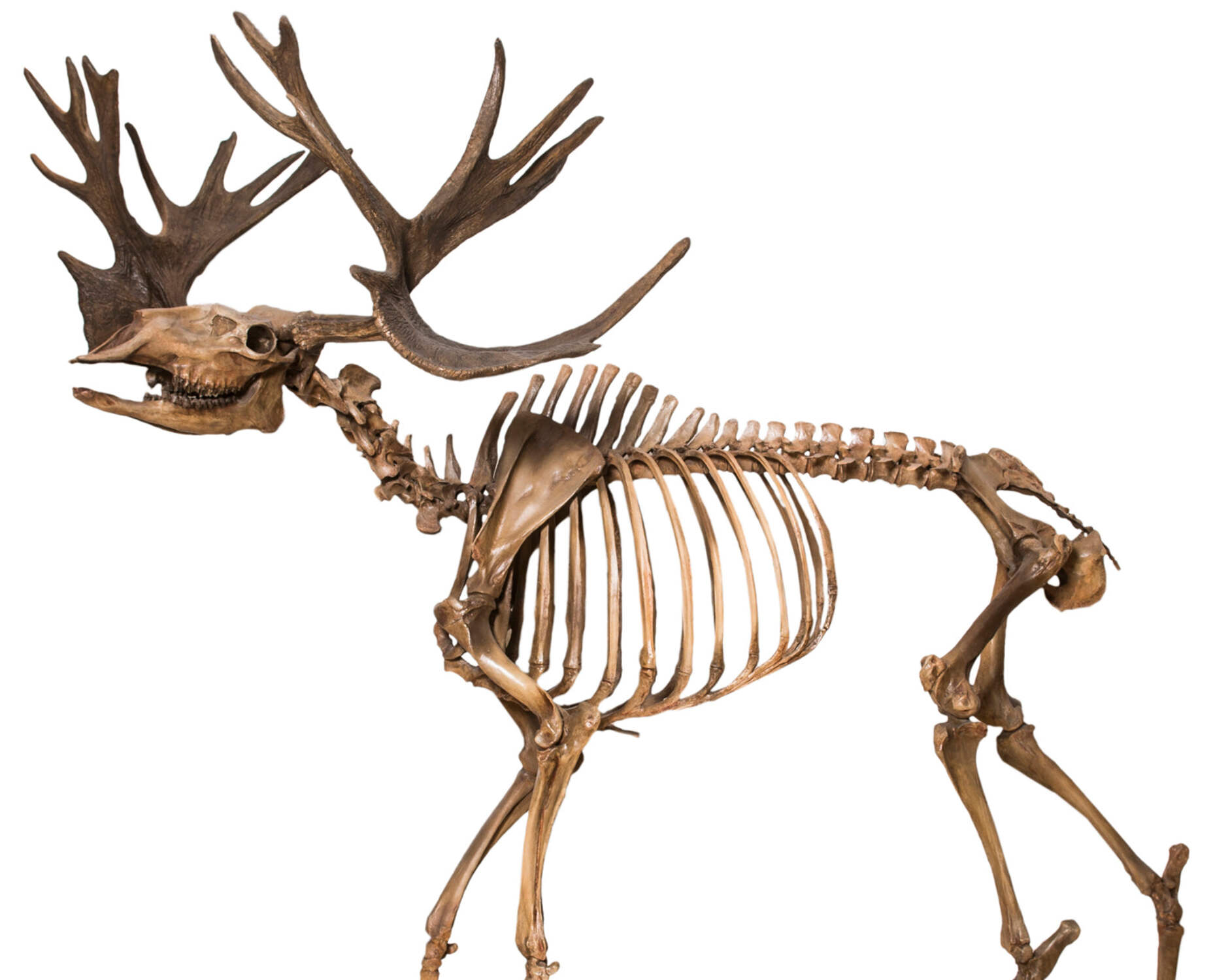 Extinct Cervalces Scotti Moose Glossy Poster Picture Photo Print Banner ...