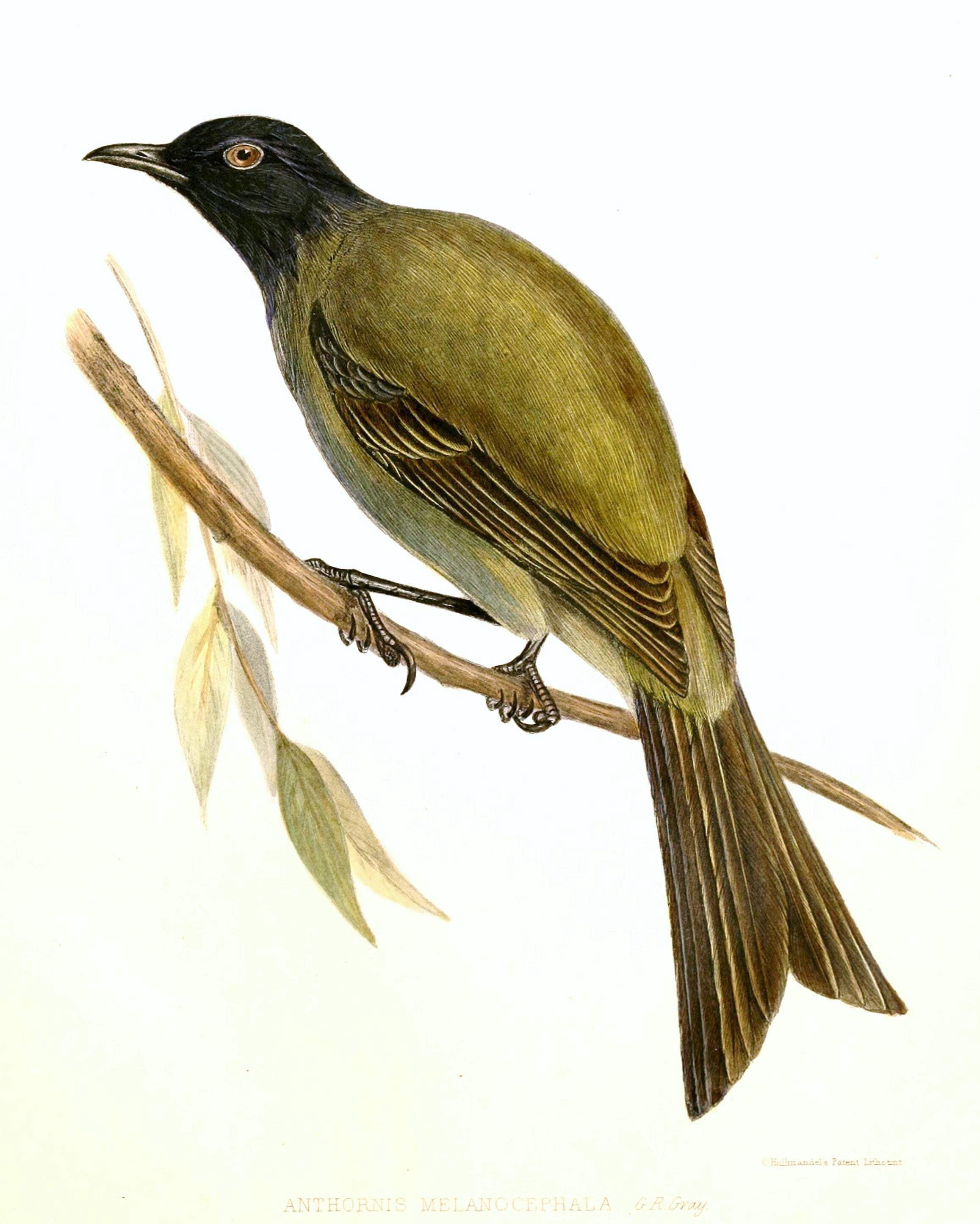 Extinct Chatham Bellbird Glossy Poster Picture Photo Print Banner ...