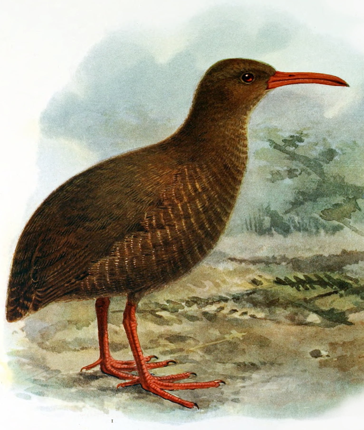 Extinct Chatham Rail Bird Glossy Poster Picture Photo Print Banner ...