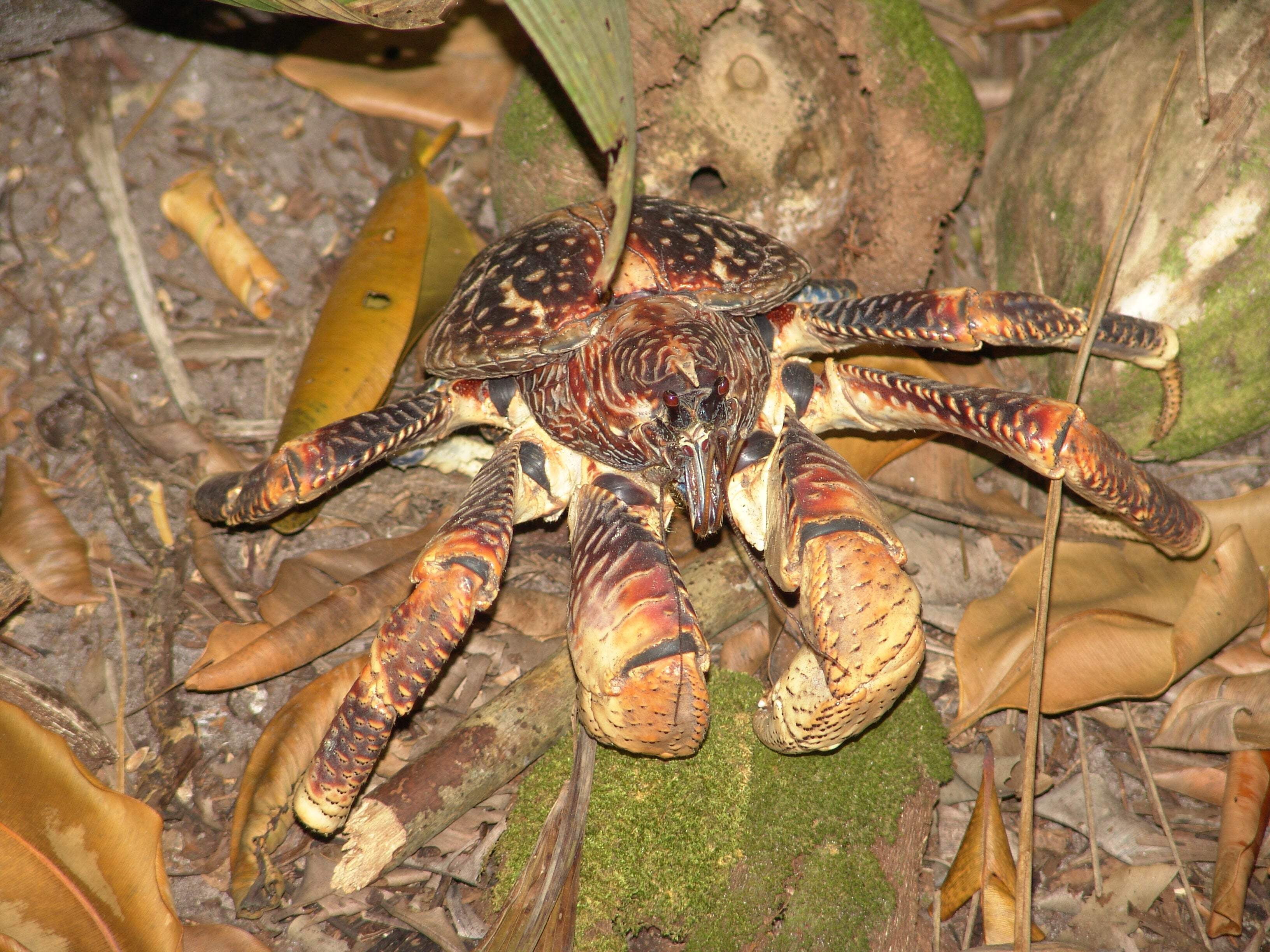 Extinct Coconut Crab Hermit Glossy Poster Picture Photo Print Banner ...