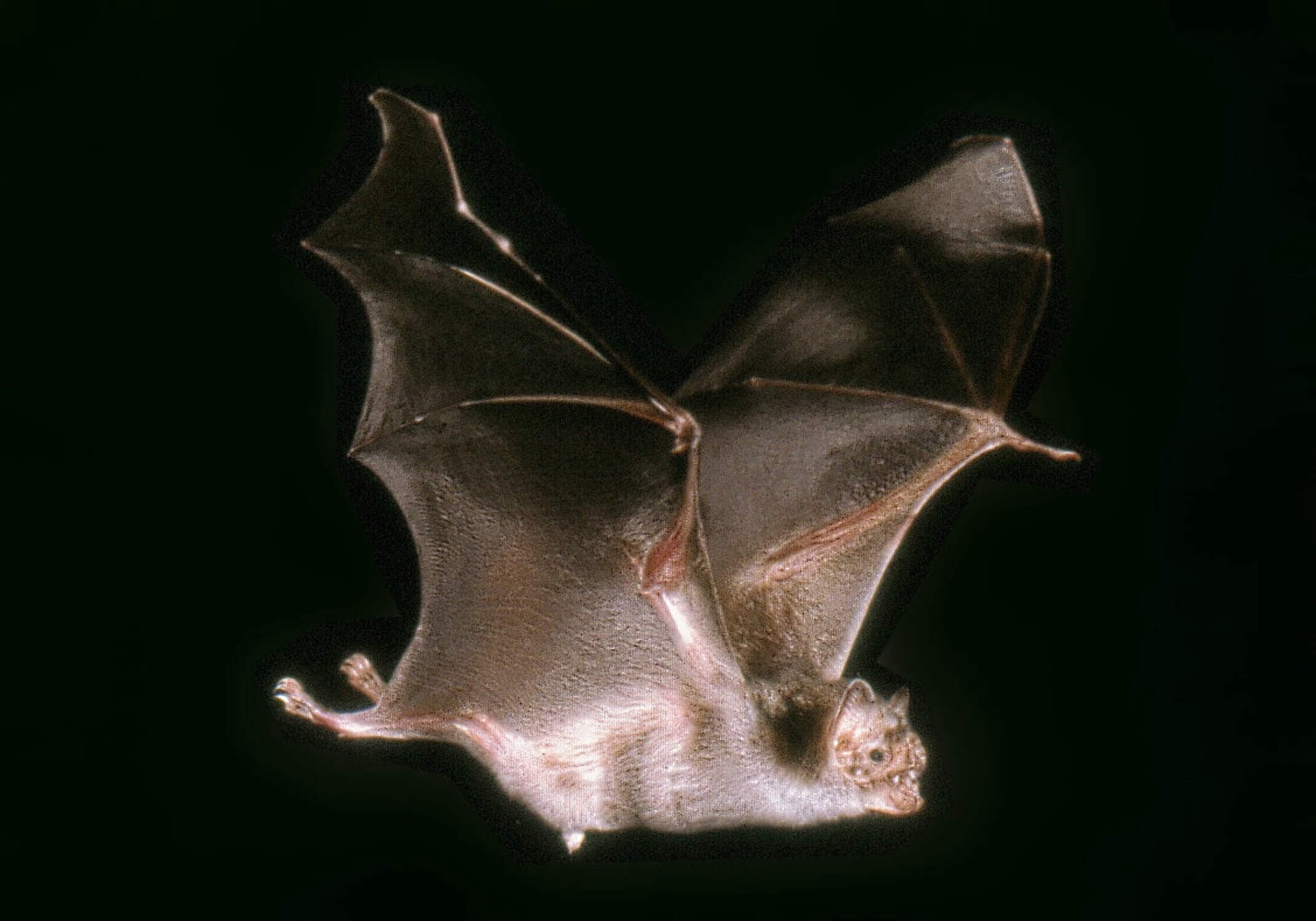 Extinct Common Vampire Bat Glossy Poster Picture Photo Print Banner ...
