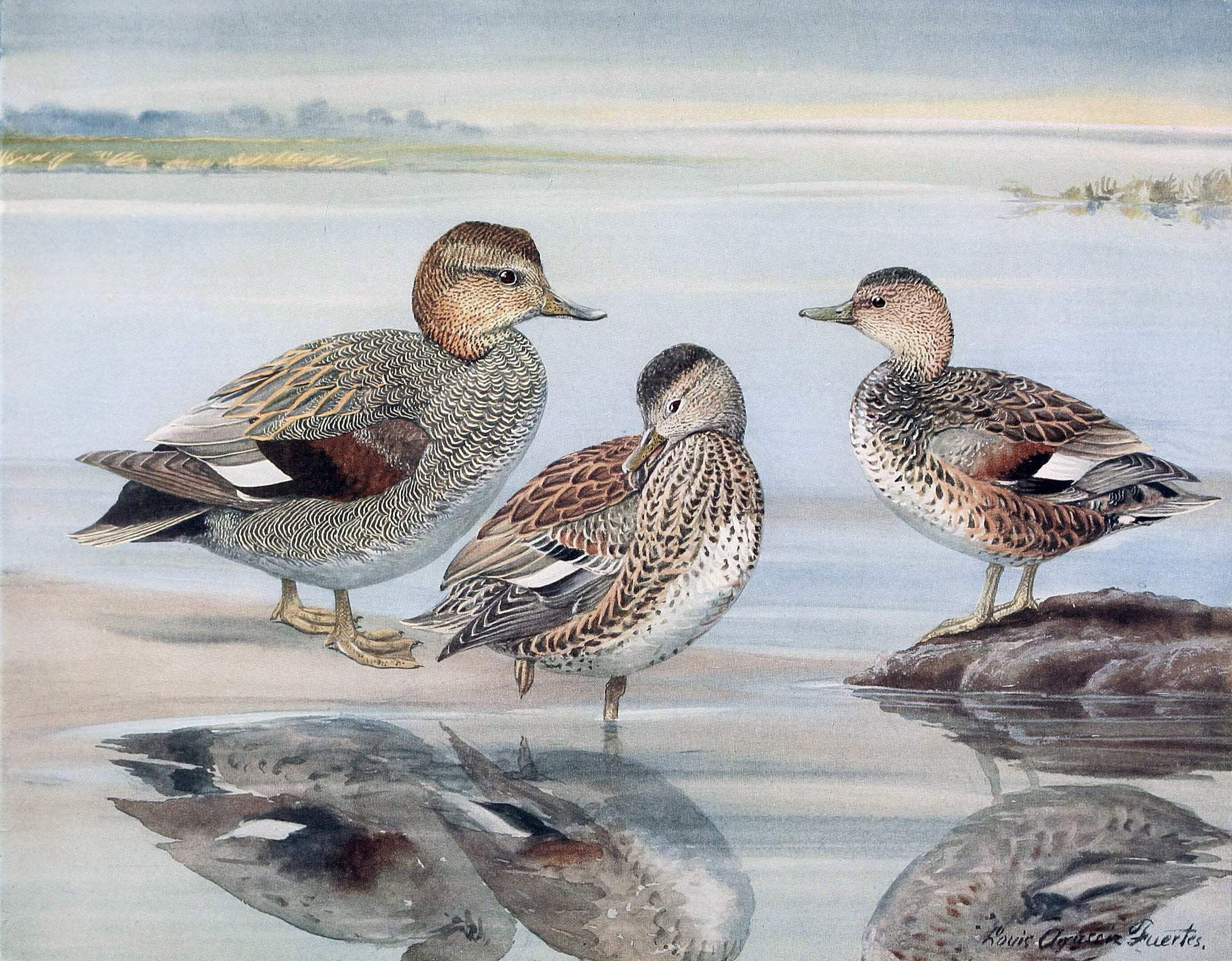 Extinct Coues'S Gadwall Duck Glossy Poster Picture Photo Print Banner ...