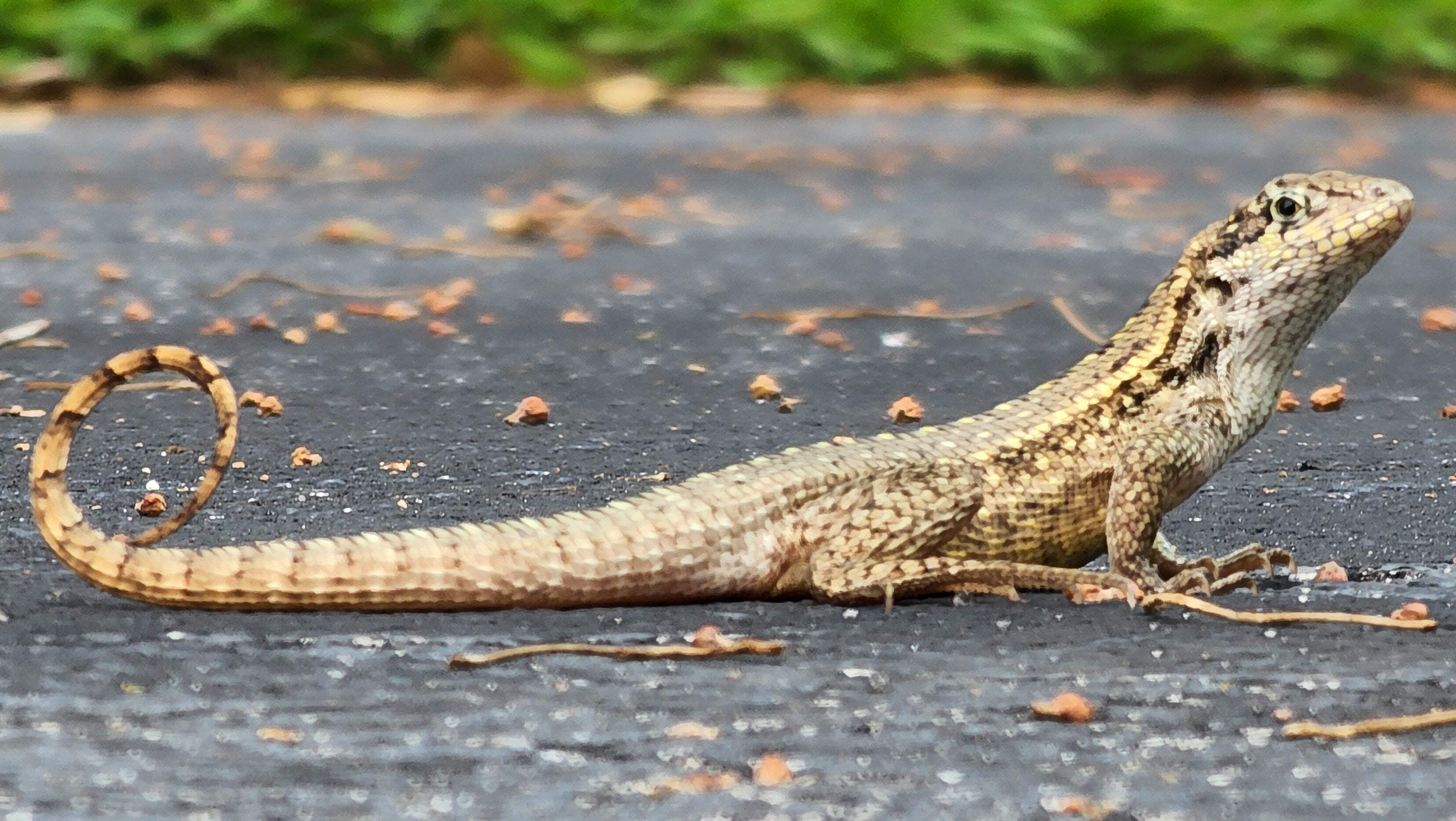 Extinct Curly Tailed Lizard Glossy Poster Picture Photo Print Banner ...