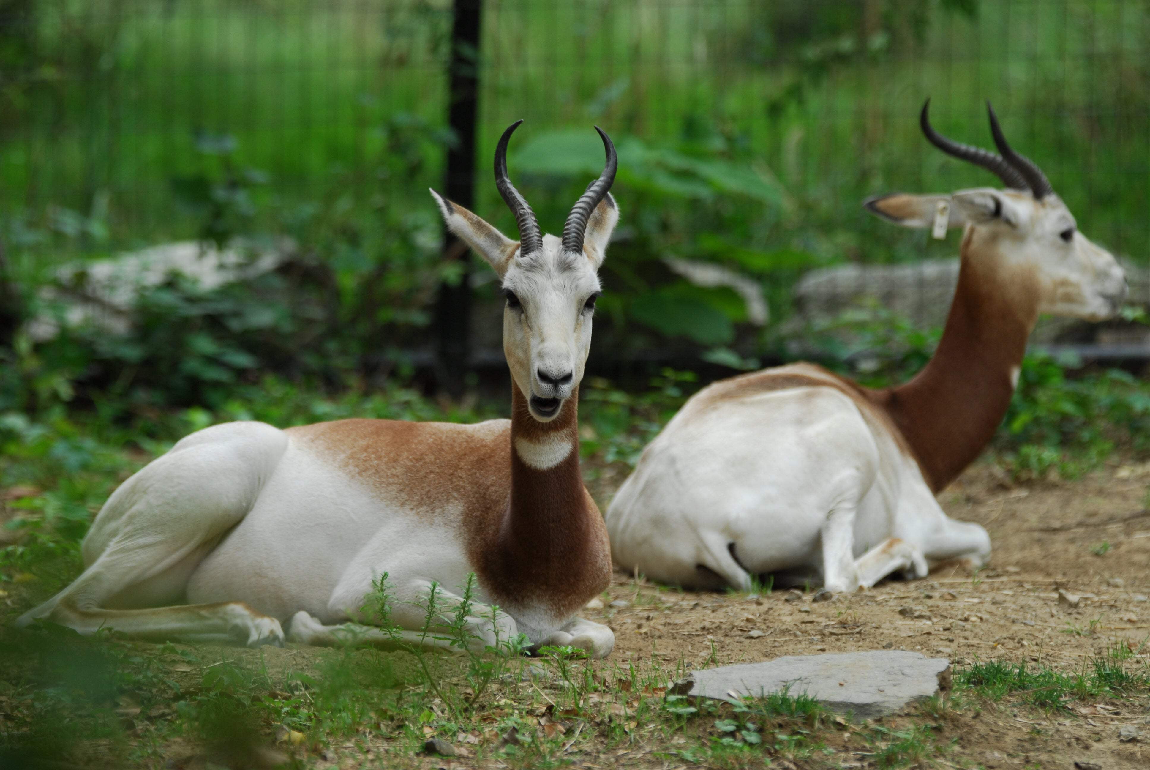 Extinct Dama Gazelle Addra Glossy Poster Picture Photo Print Banner ...