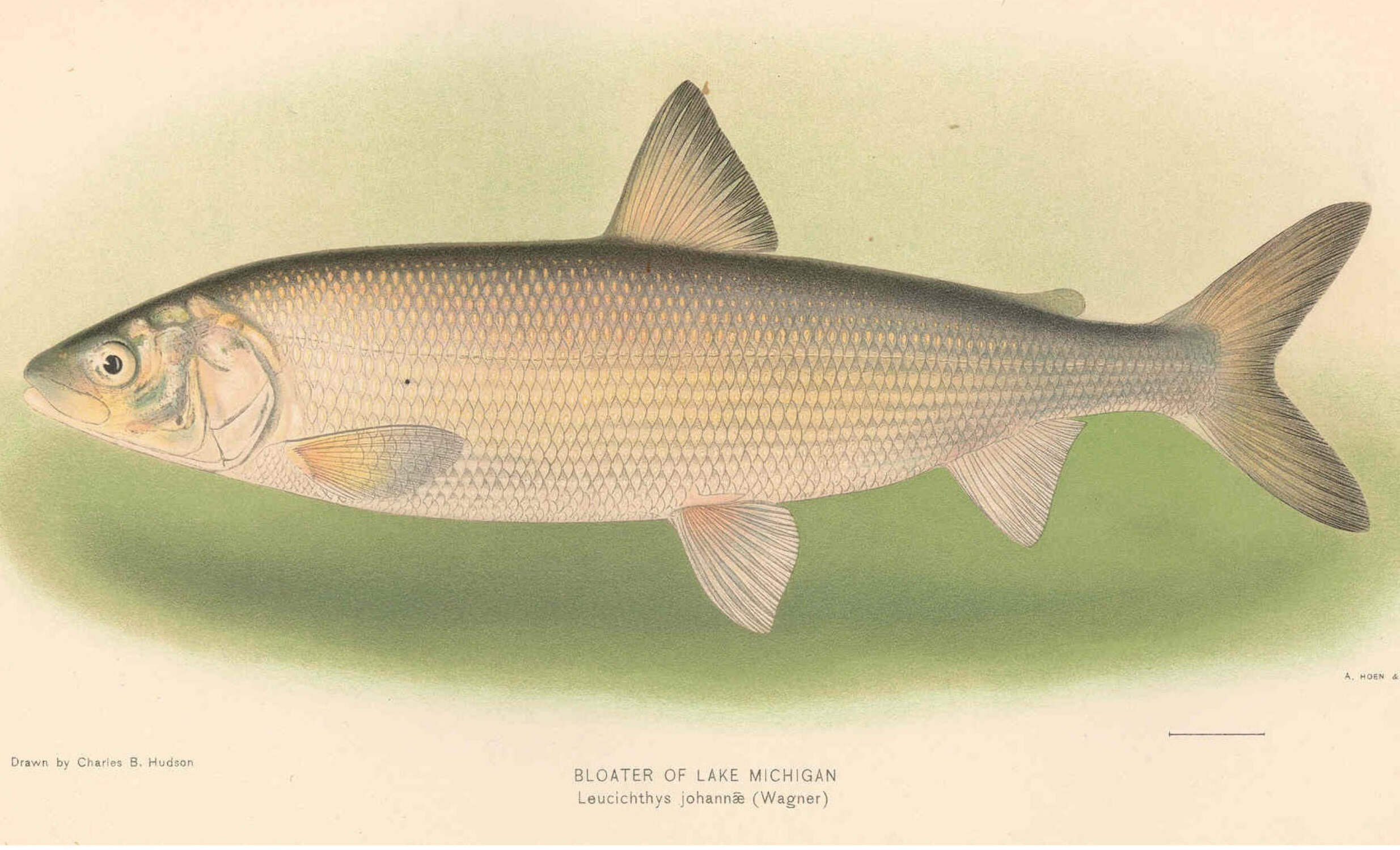 Extinct Deepwater Cisco Fish Glossy Poster Picture Photo Print Banner ...