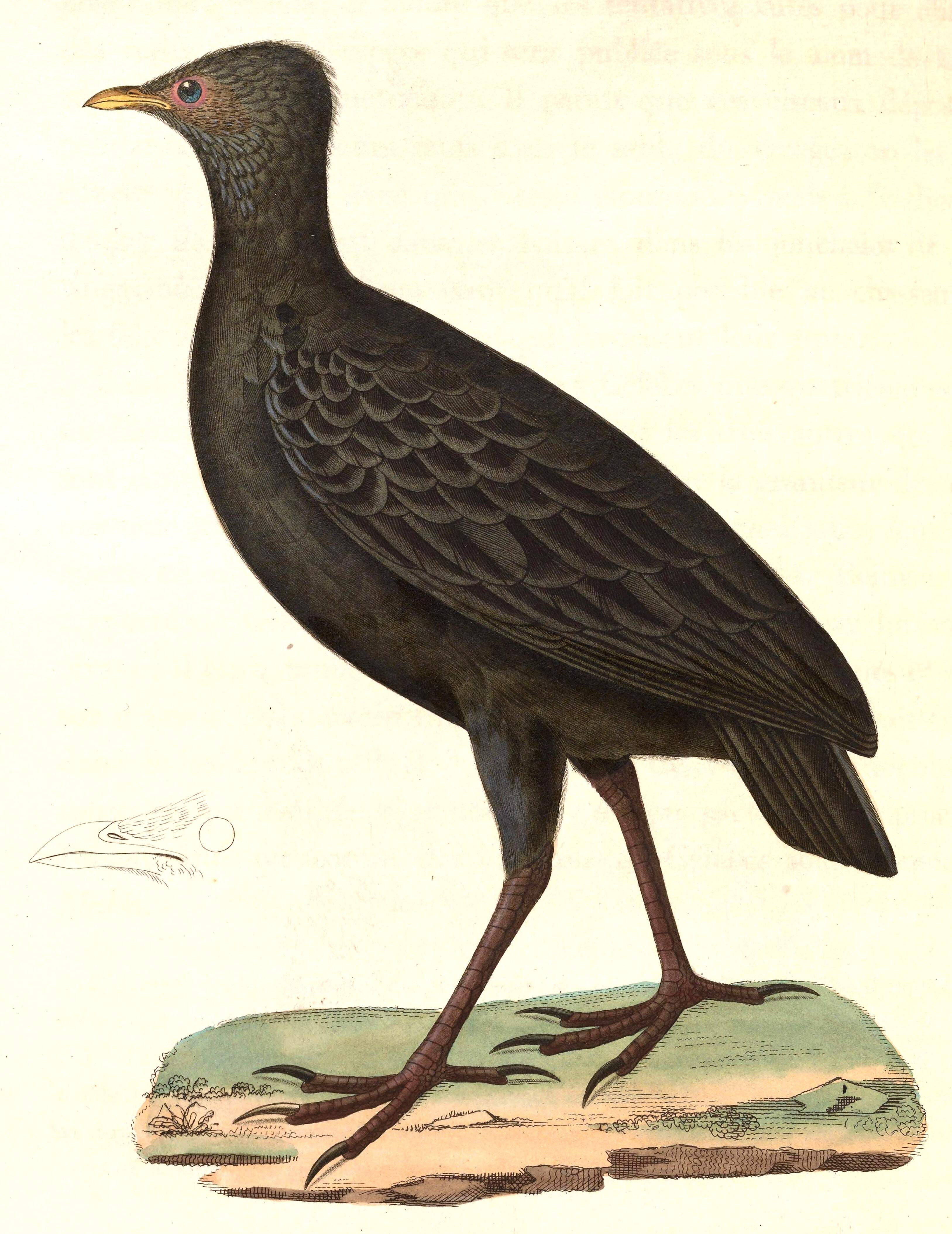 Extinct Dusky Megapode Bird Glossy Poster Picture Photo Print Banner ...