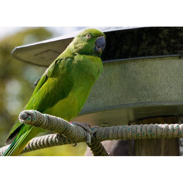 Extinct Echo Parakeet Mascarene Glossy Poster Picture Photo Print ...