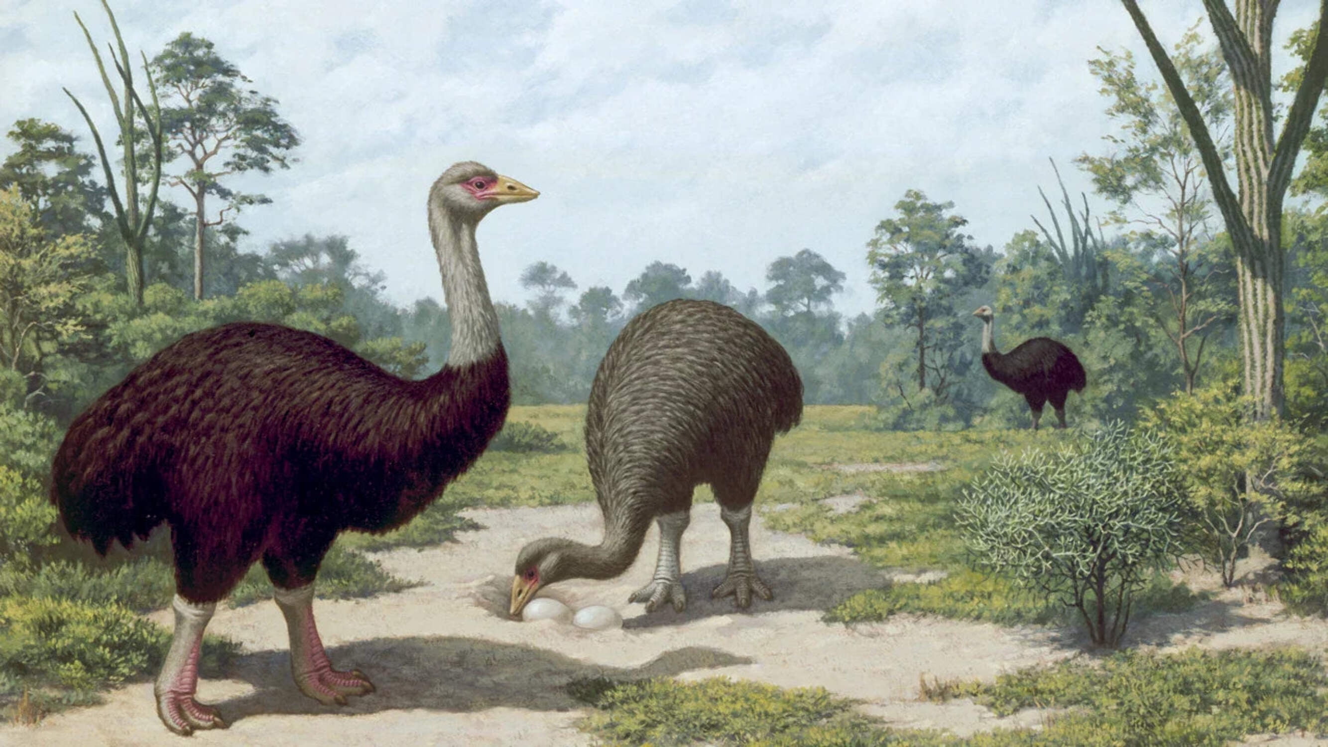 EXTINCT ELEPHANT BIRDS GLOSSY POSTER PICTURE PHOTO PRINT BANNER ...