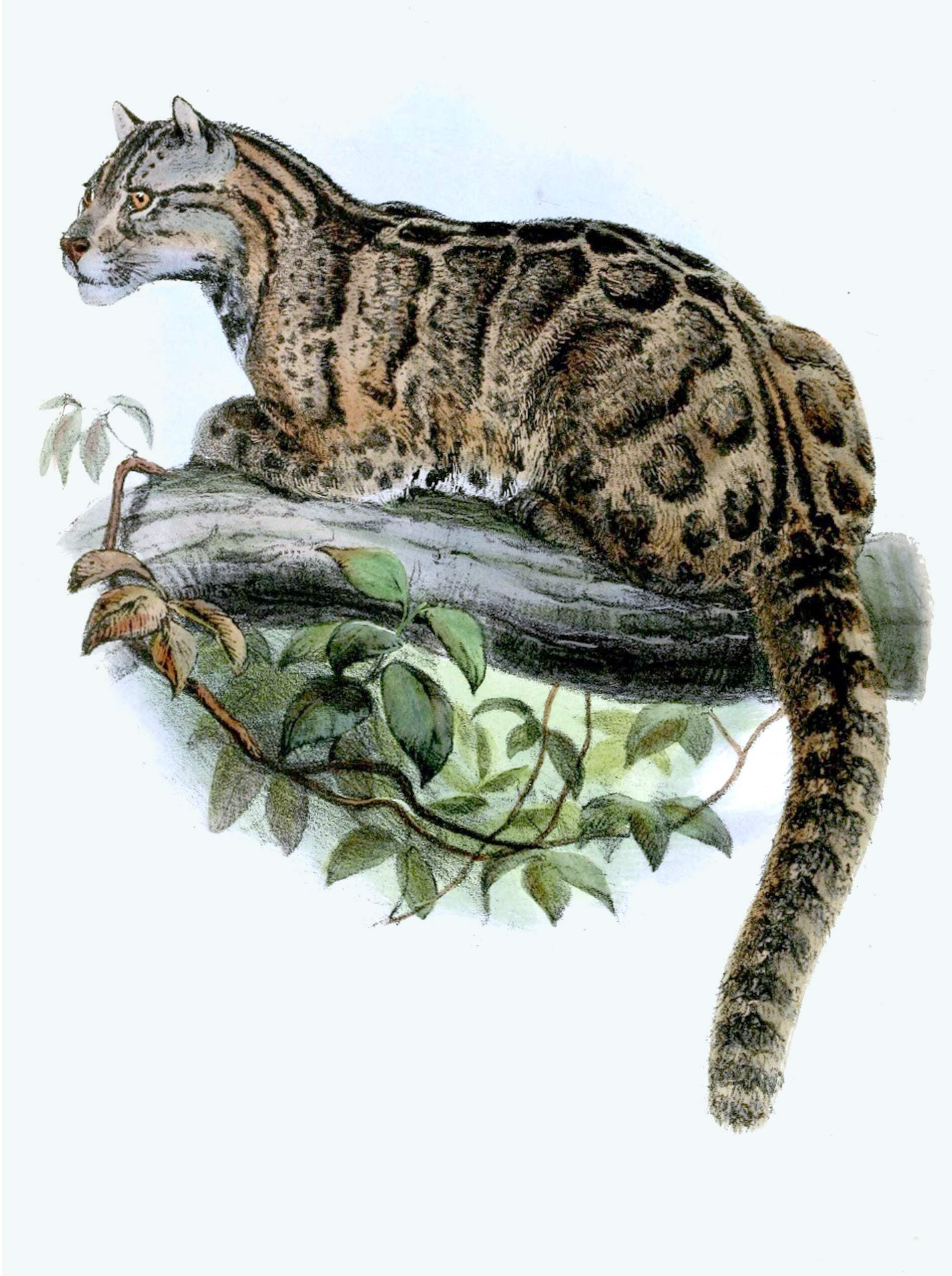 Extinct Formosan Clouded Leopard Glossy Poster Picture Photo Print ...