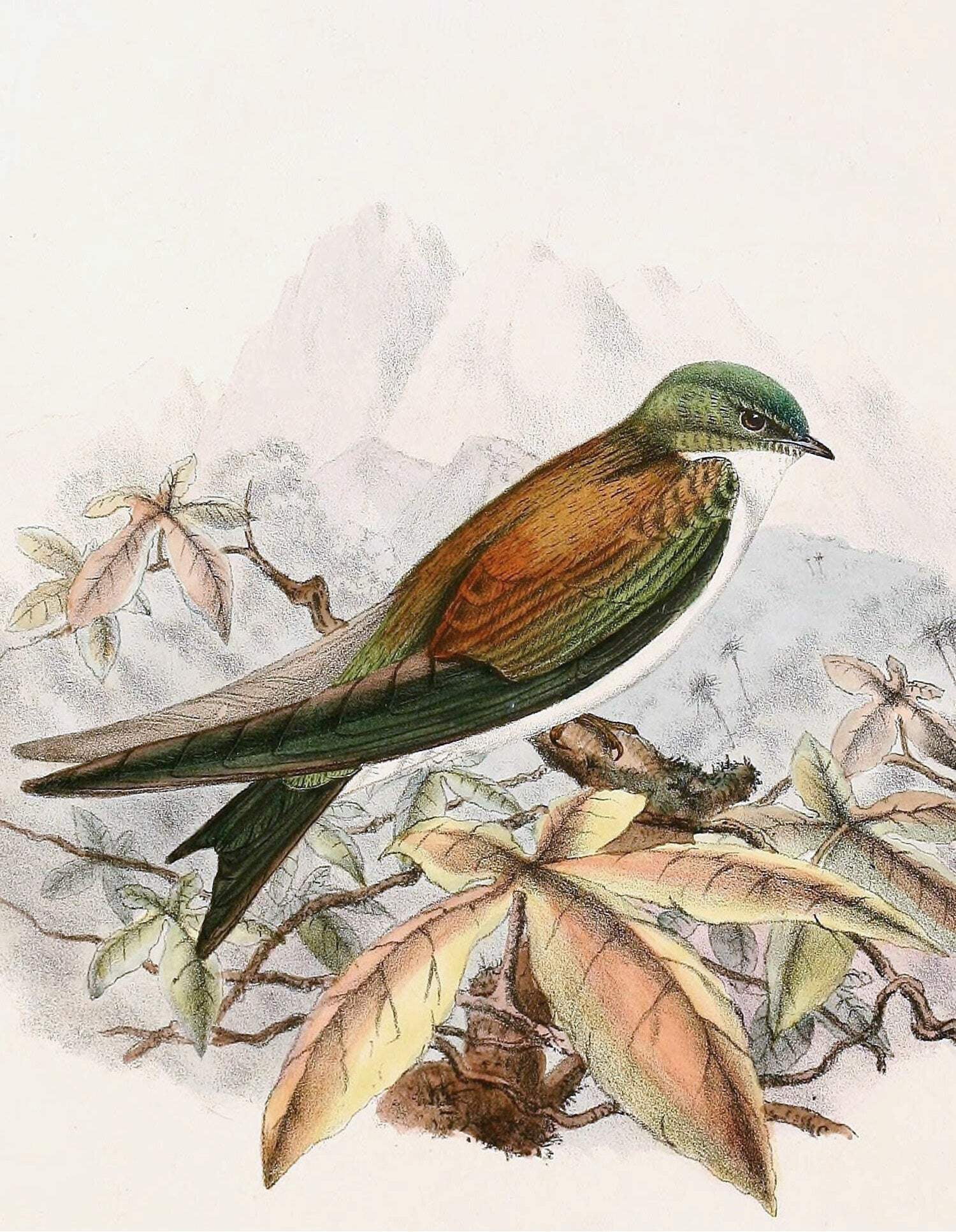 Extinct Golden Swallow Bird Glossy Poster Picture Photo Print Banner ...