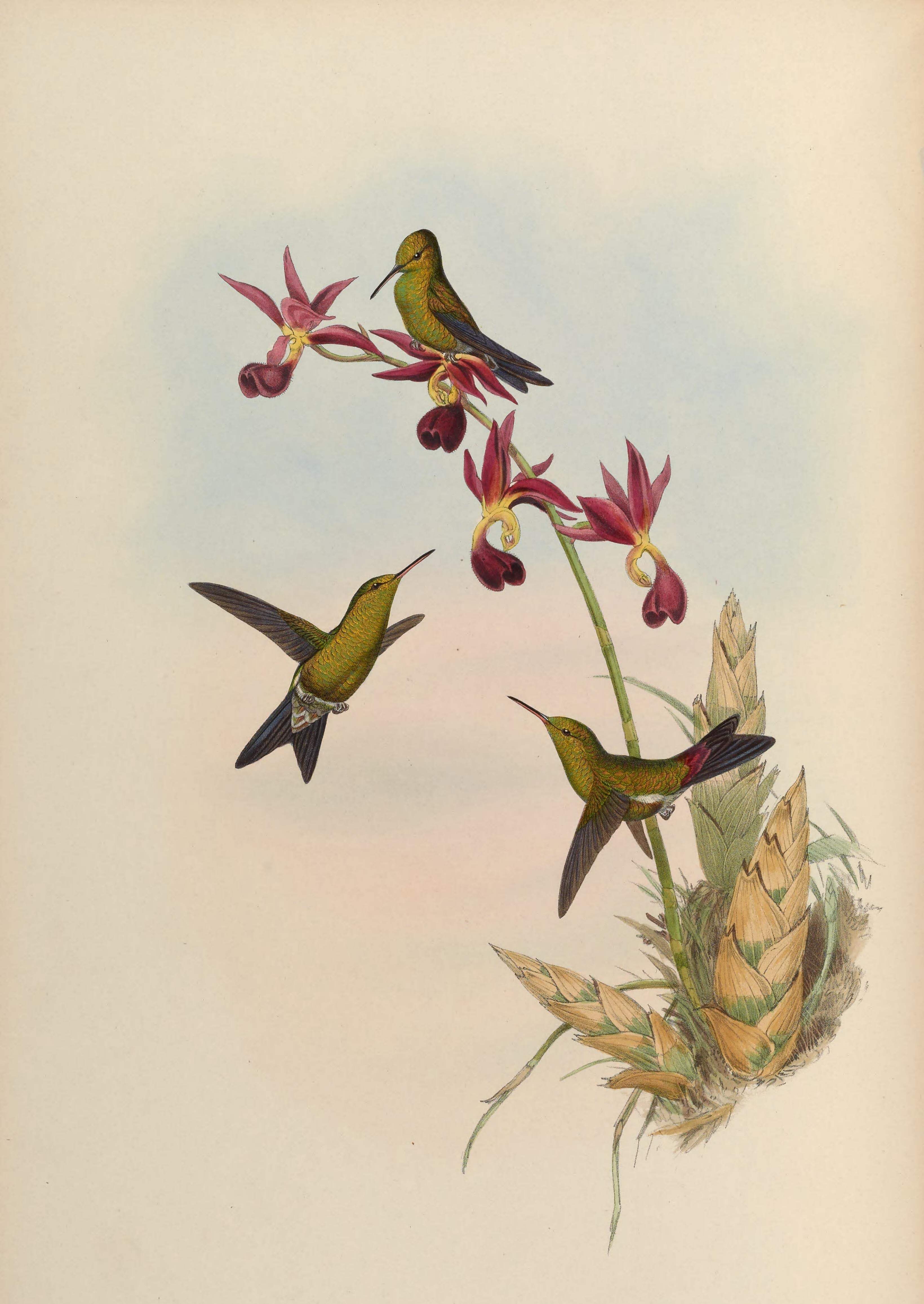 Extinct Gould'S Emerald Bird Glossy Poster Picture Photo Print Banner ...