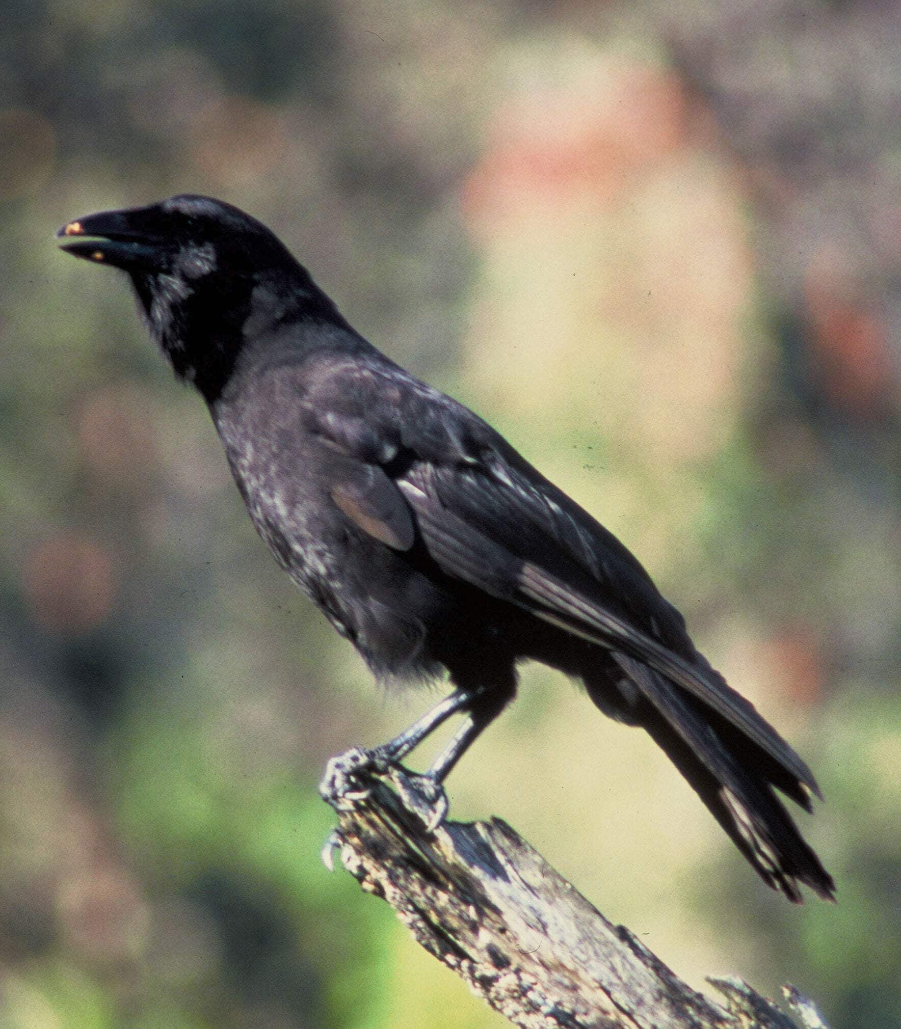 Extinct Hawaiian Crow Glossy Poster Picture Photo Print Banner ...