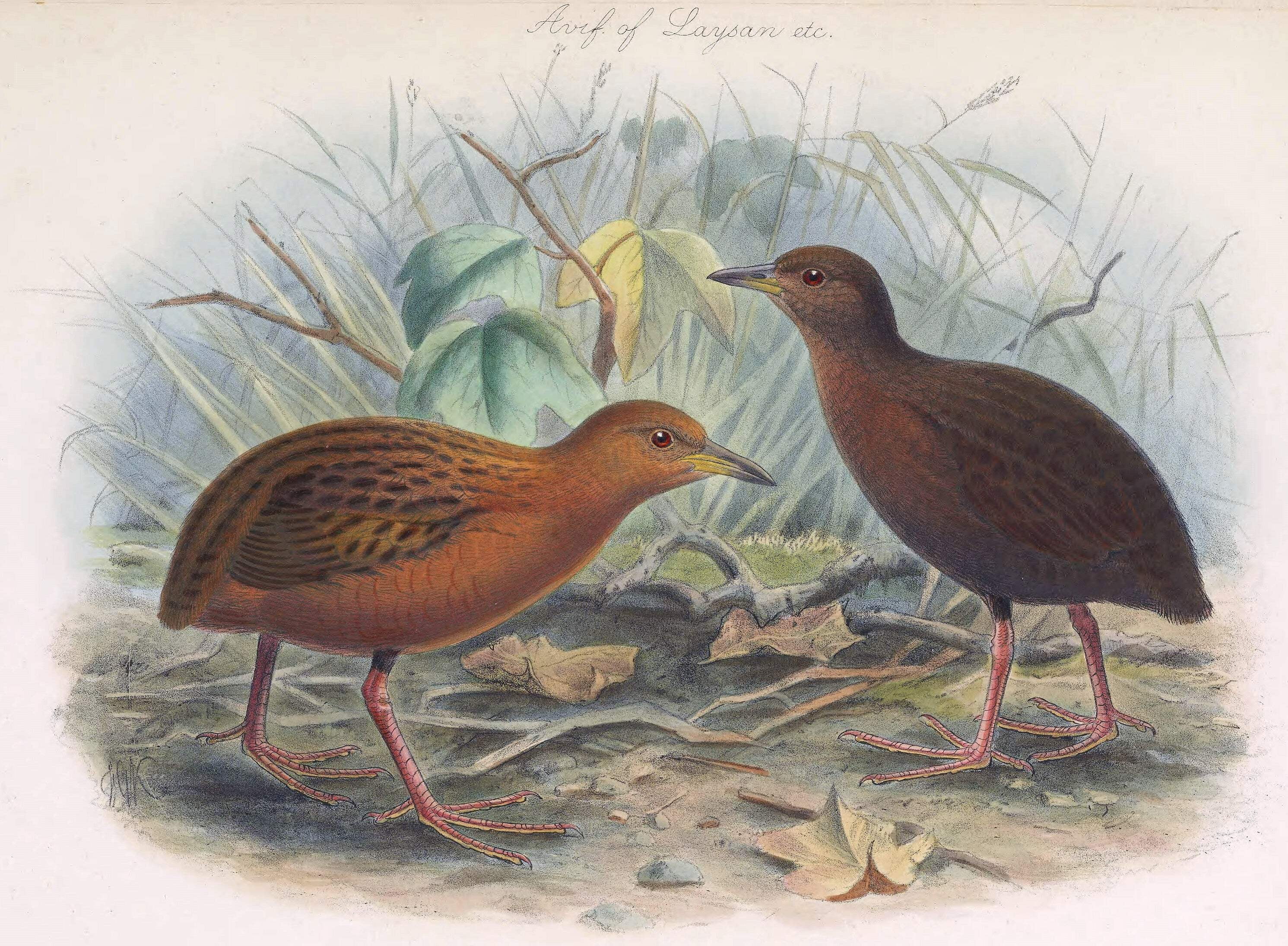 Extinct Hawaiian Rail Bird Glossy Poster Picture Photo Print Banner ...