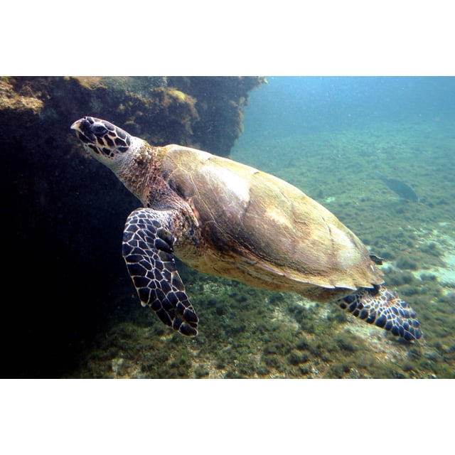 Extinct Hawksbill Sea Turtle Glossy Poster Picture Photo Print Banner ...