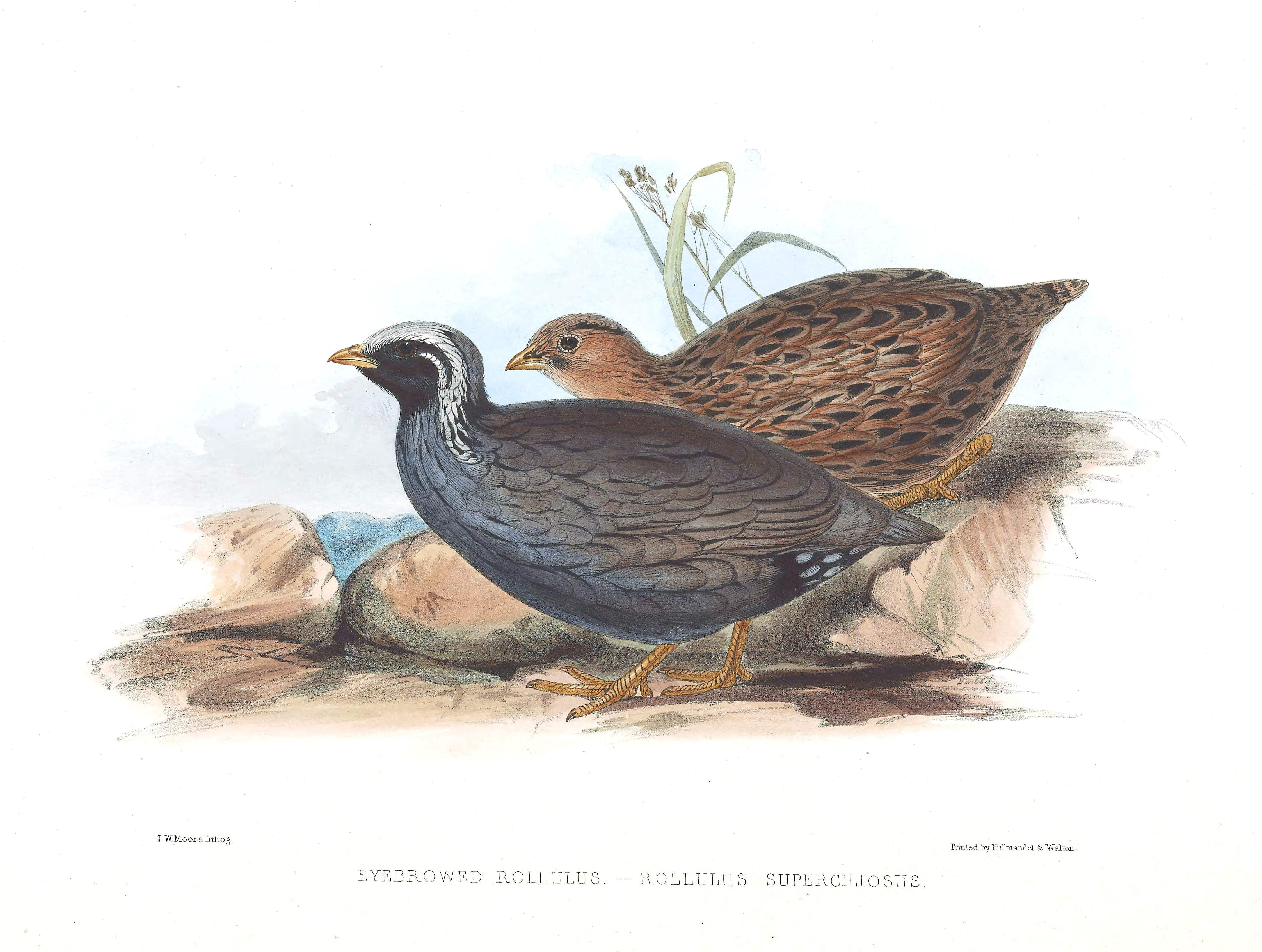 Extinct Himalayan Mountain Quail Glossy Poster Picture Photo Print ...
