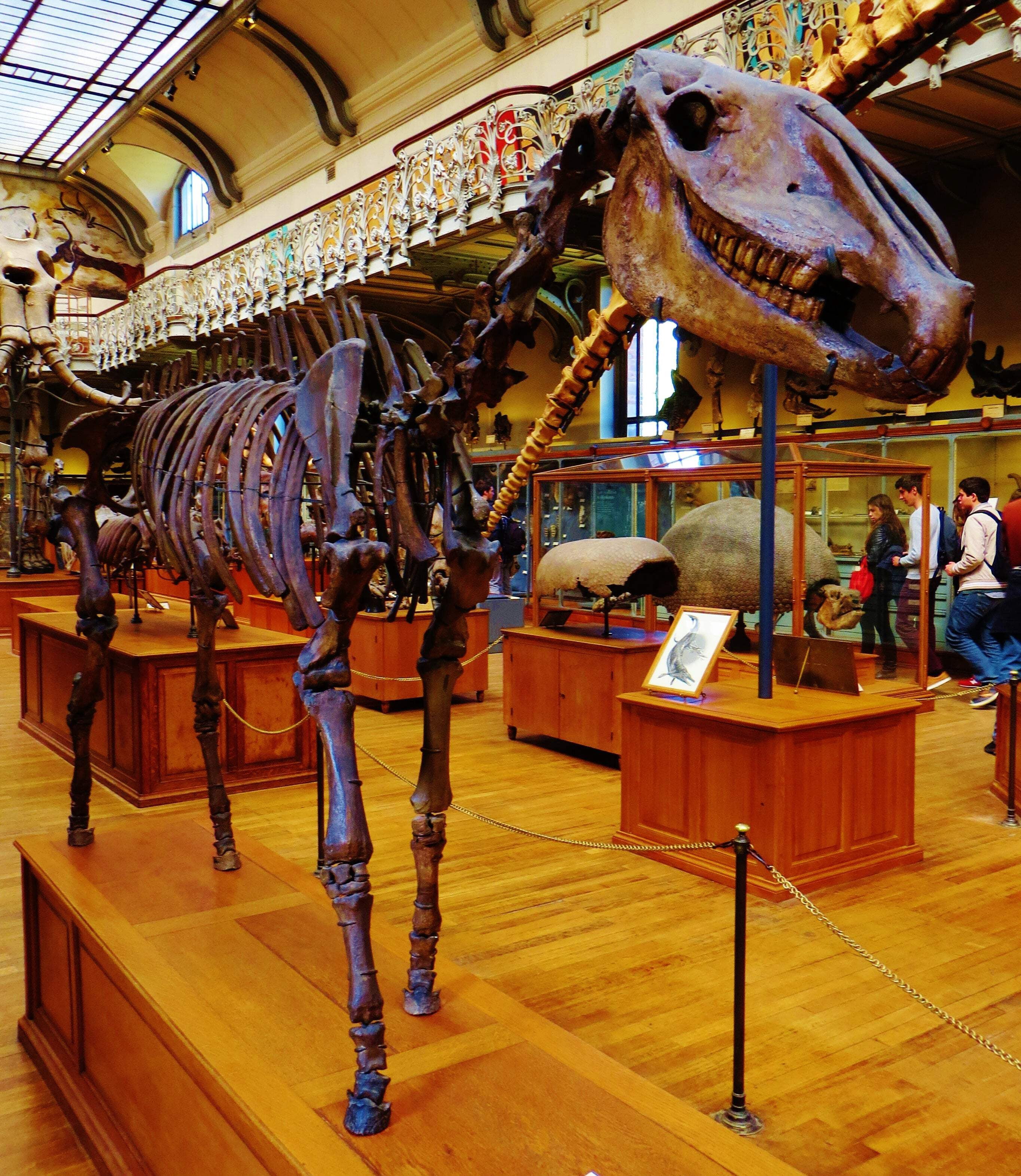 Extinct Hippidion Horse Glossy Poster Picture Photo Print Banner ...