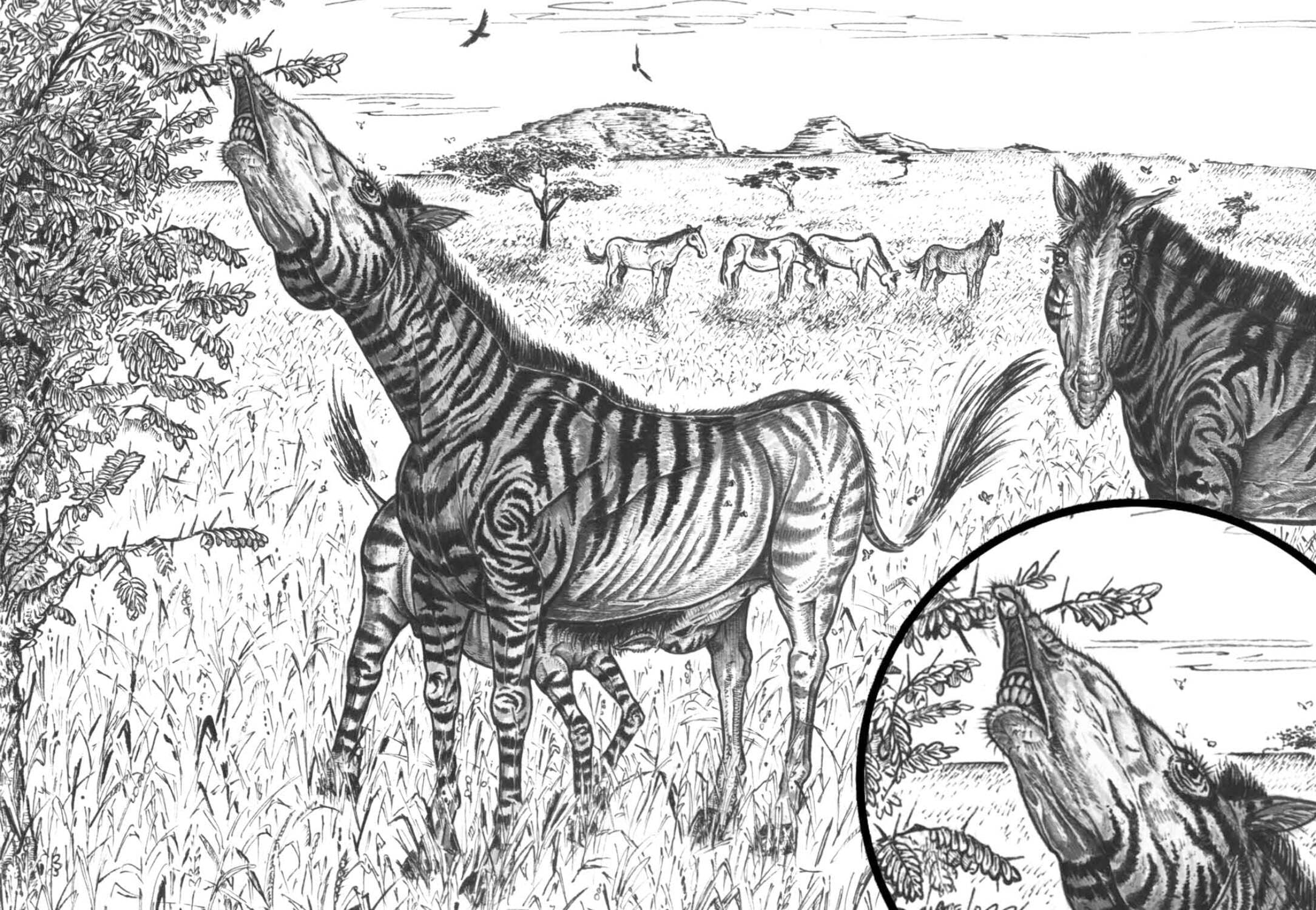 Extinct Hippidion Little Horse Glossy Poster Picture Photo Print Banner ...