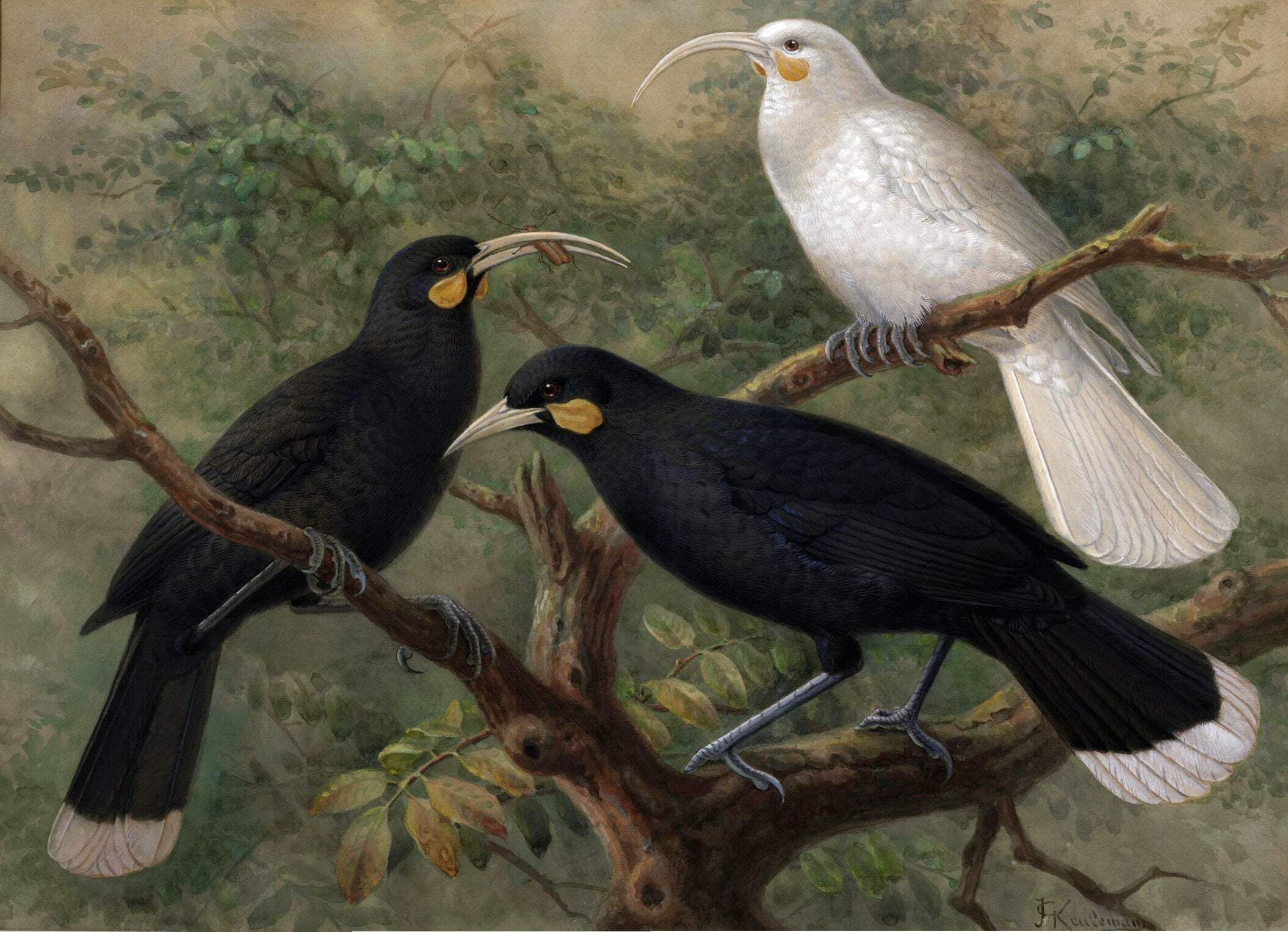 Extinct Huia New Zealand Bird Glossy Poster Picture Photo Print Banner ...