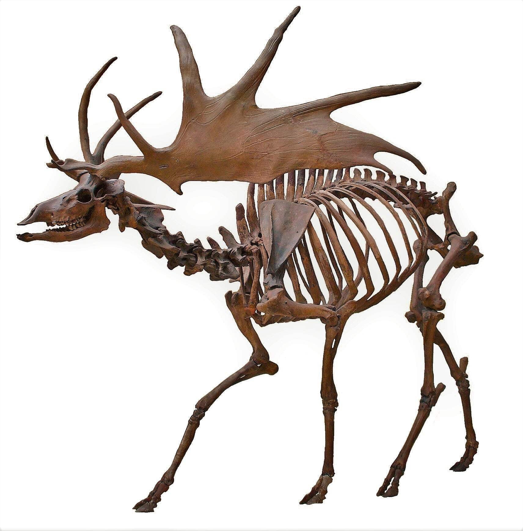 Extinct Irish Elk Giant Deer Glossy Poster Picture Photo Print Banner ...
