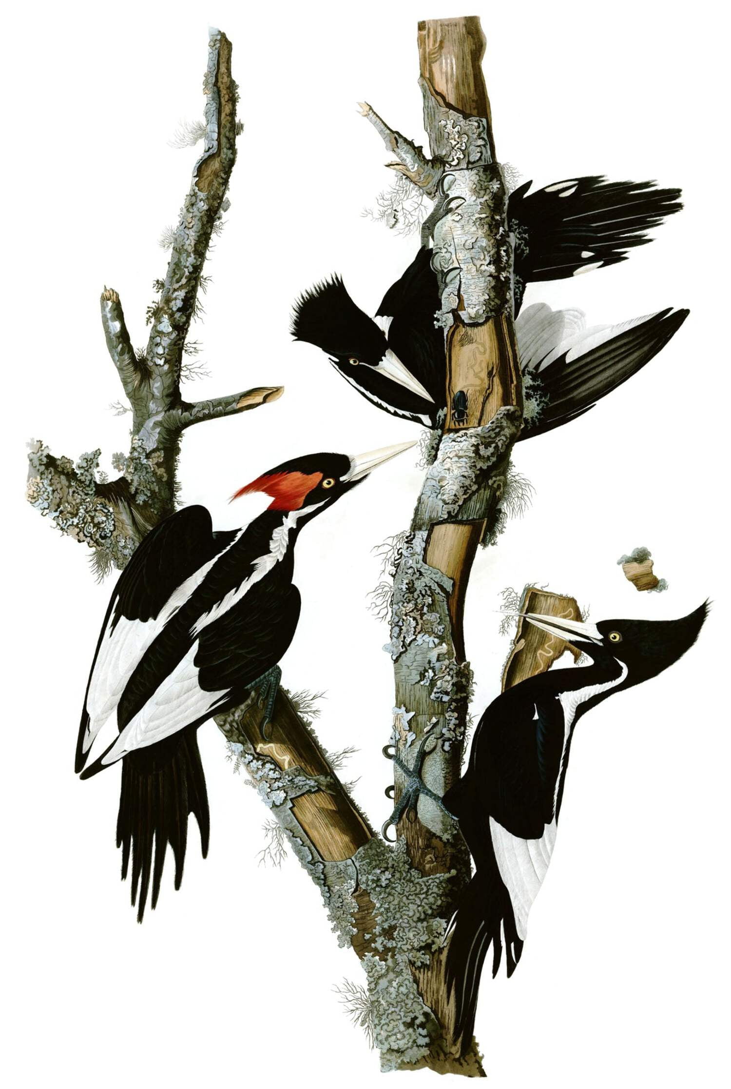 Extinct Ivory Billed Woodpeckers Glossy Poster Picture Photo Print ...