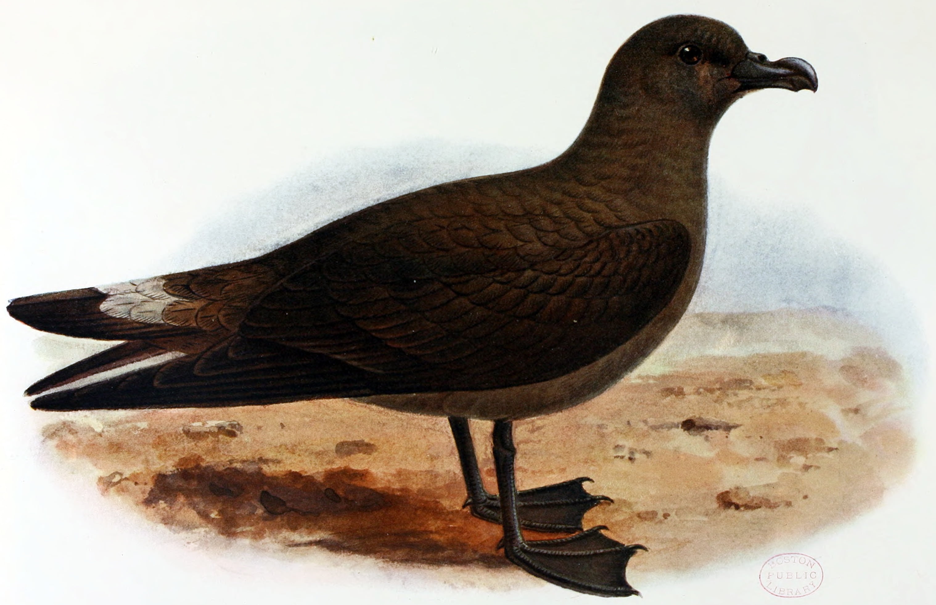 Extinct Jamaican Petrel Bird Glossy Poster Picture Photo Print Banner ...