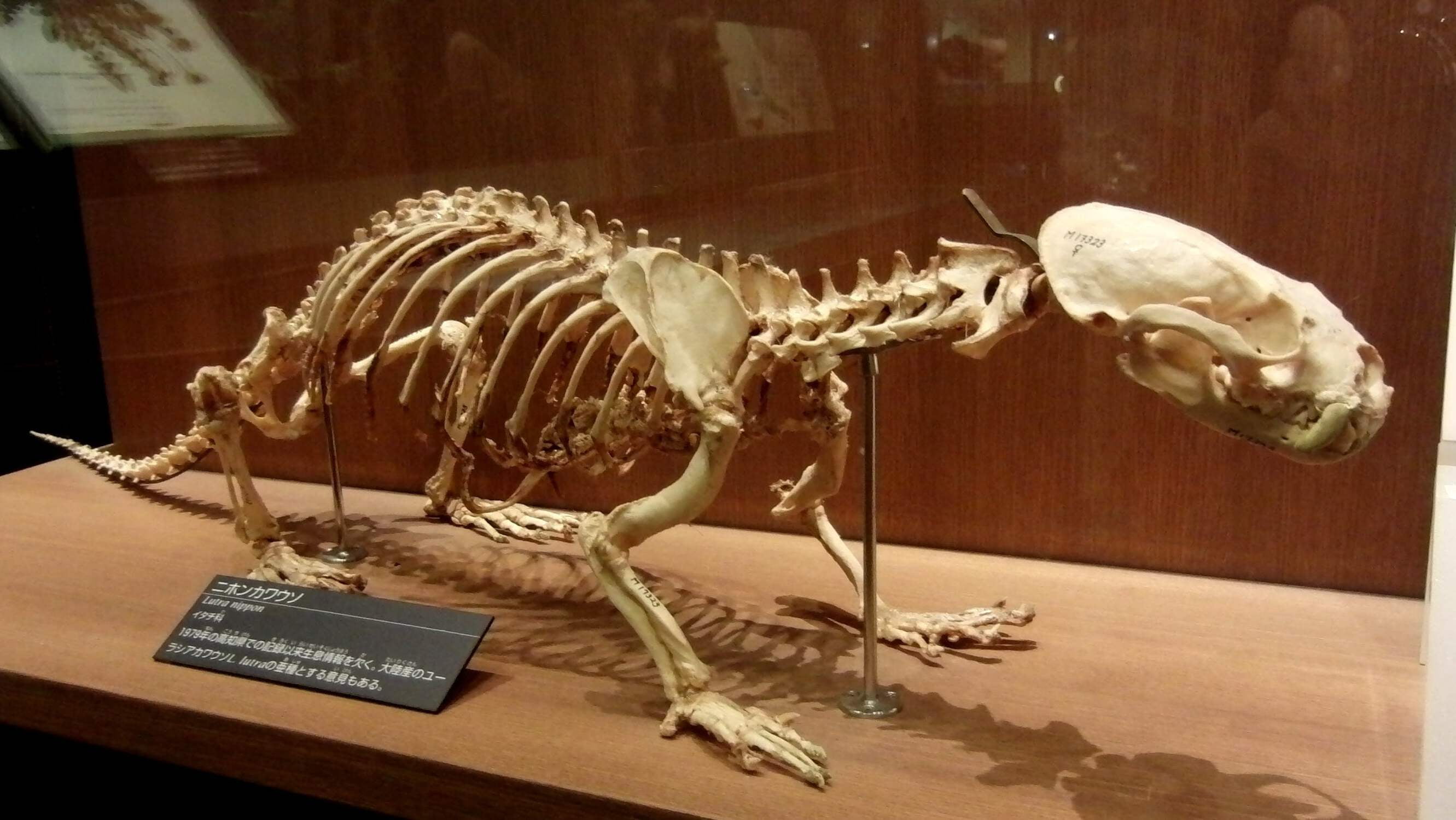 Extinct Japanese Otter Skeleton Glossy Poster Picture Photo Print ...