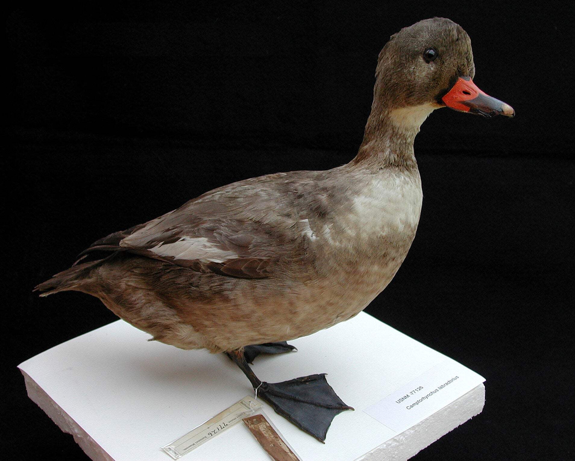 Extinct Labrador Duck Glossy Poster Picture Photo Print Banner ...