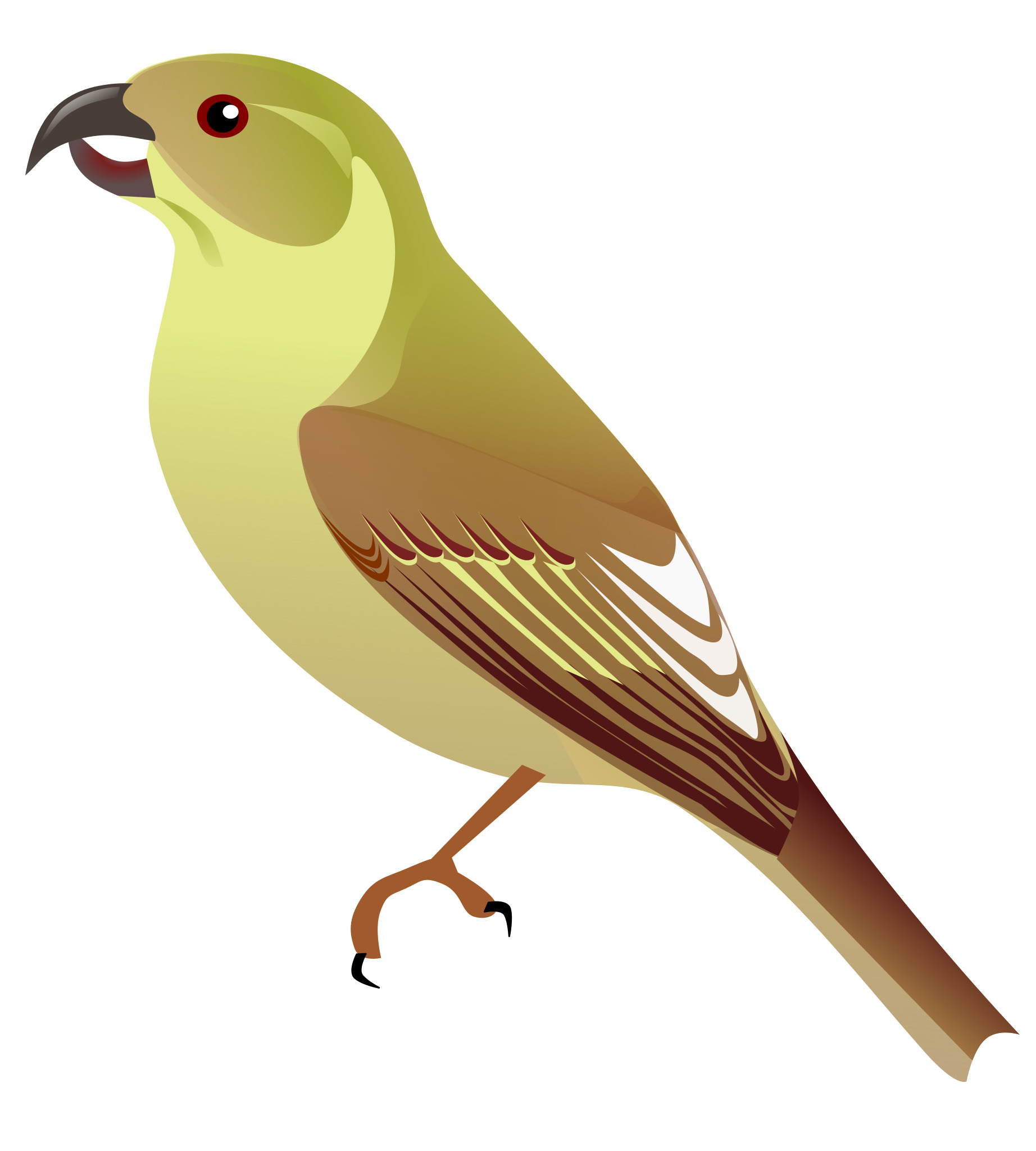 Extinct Lana'I Hookbill Bird Glossy Poster Picture Photo Print Banner ...