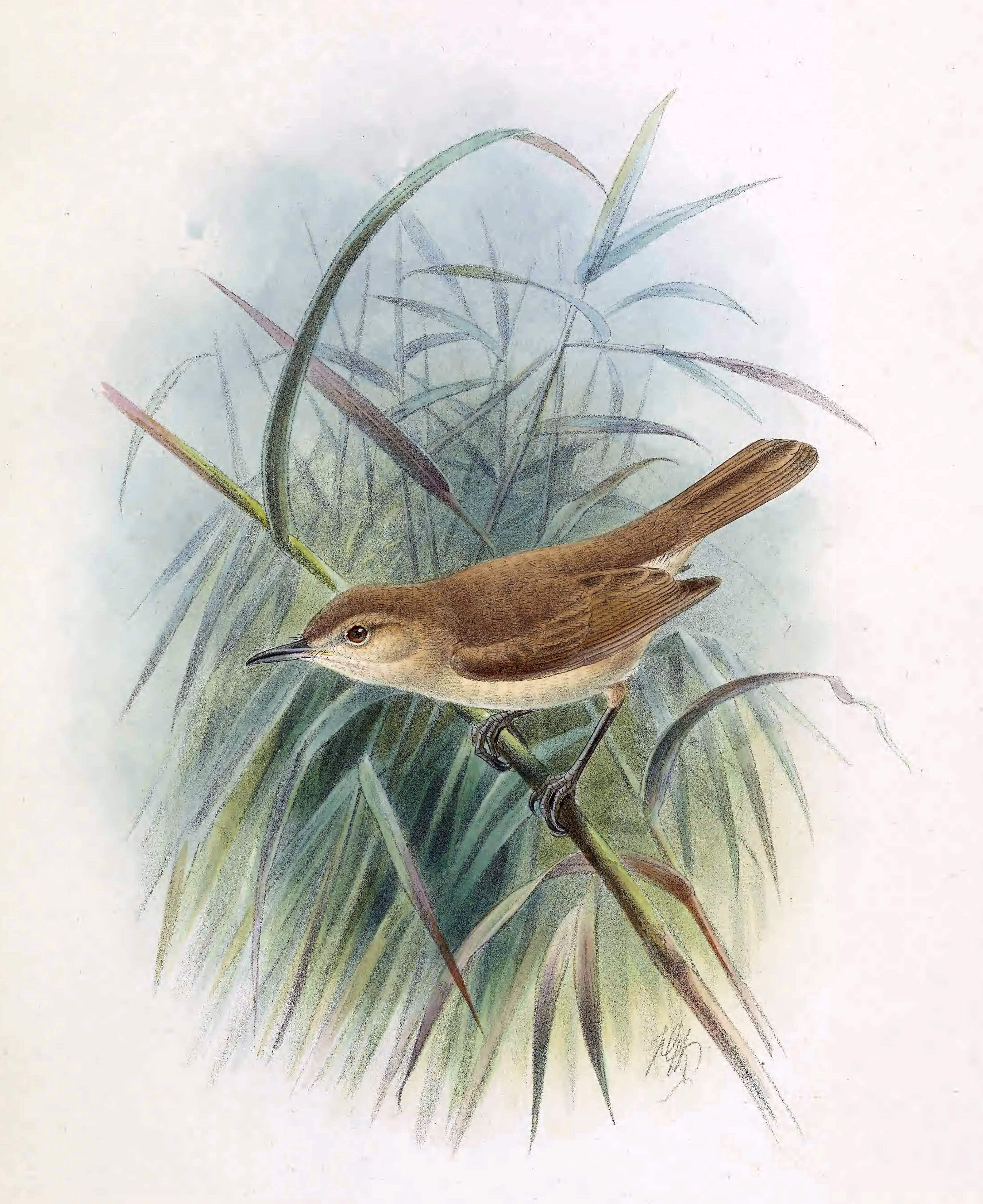 Extinct Laysan Millerbird Glossy Poster Picture Photo Print Banner ...