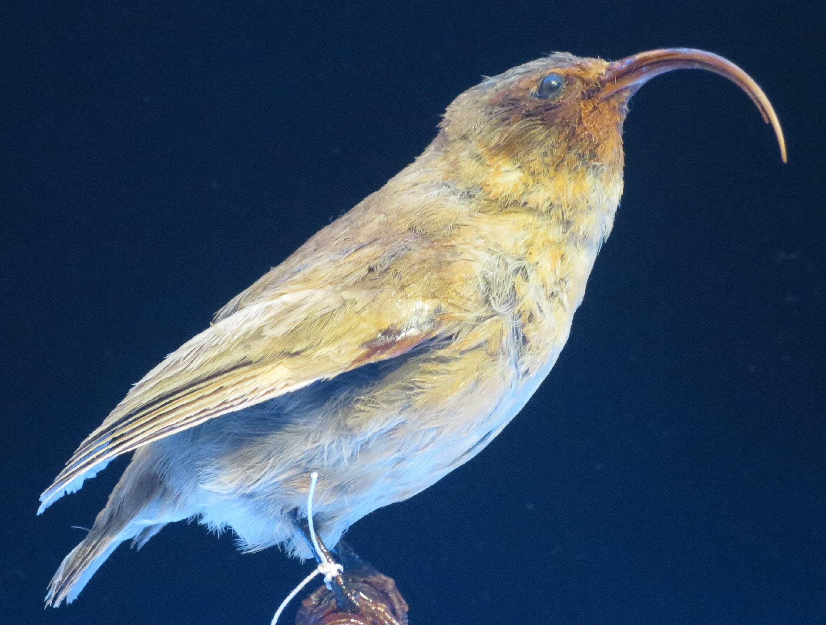 Extinct Lesser 'Akialoa Bird Glossy Poster Picture Photo Print Banner ...