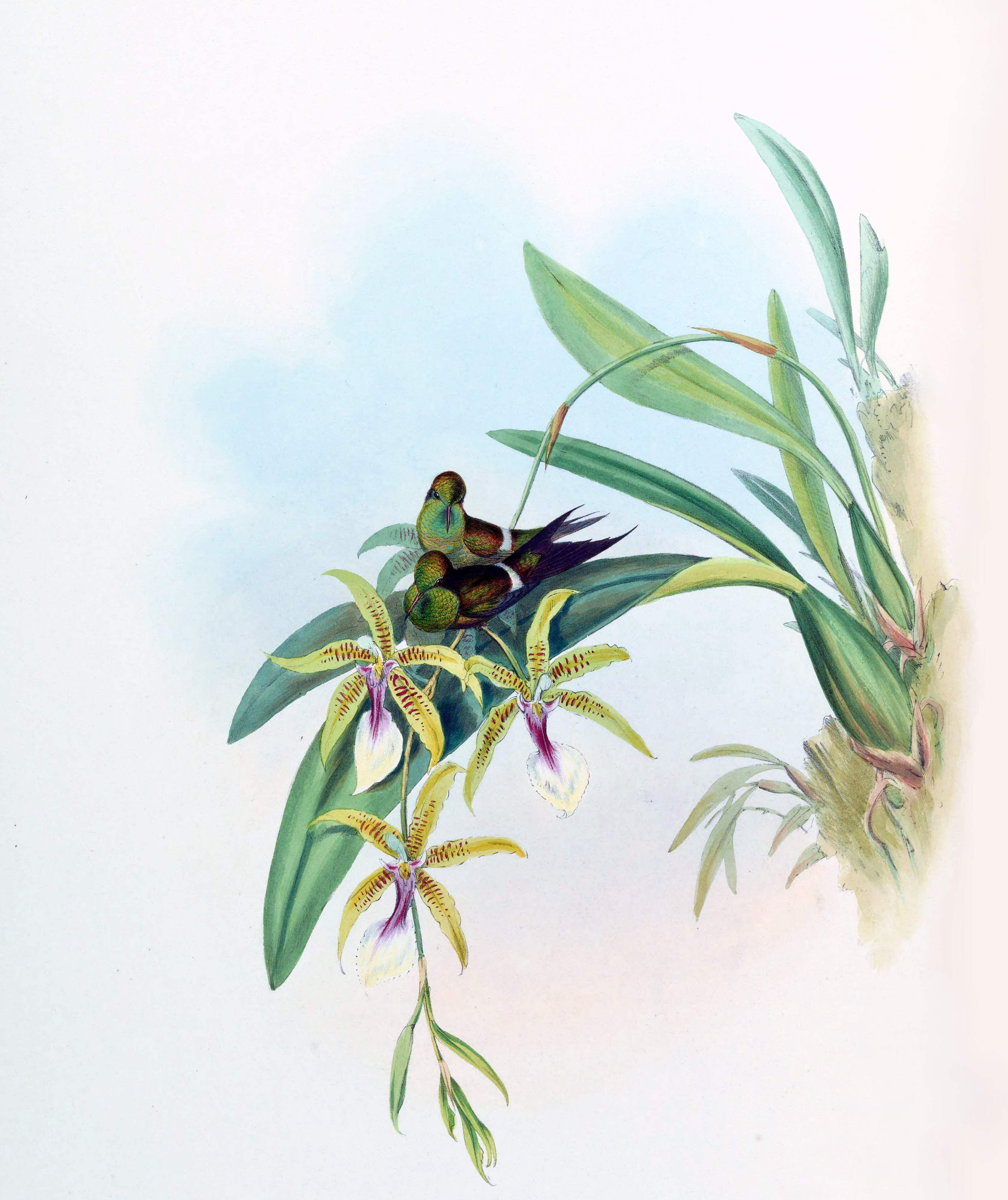 Extinct Letitia'S Thorntail Bird Glossy Poster Picture Photo Print ...