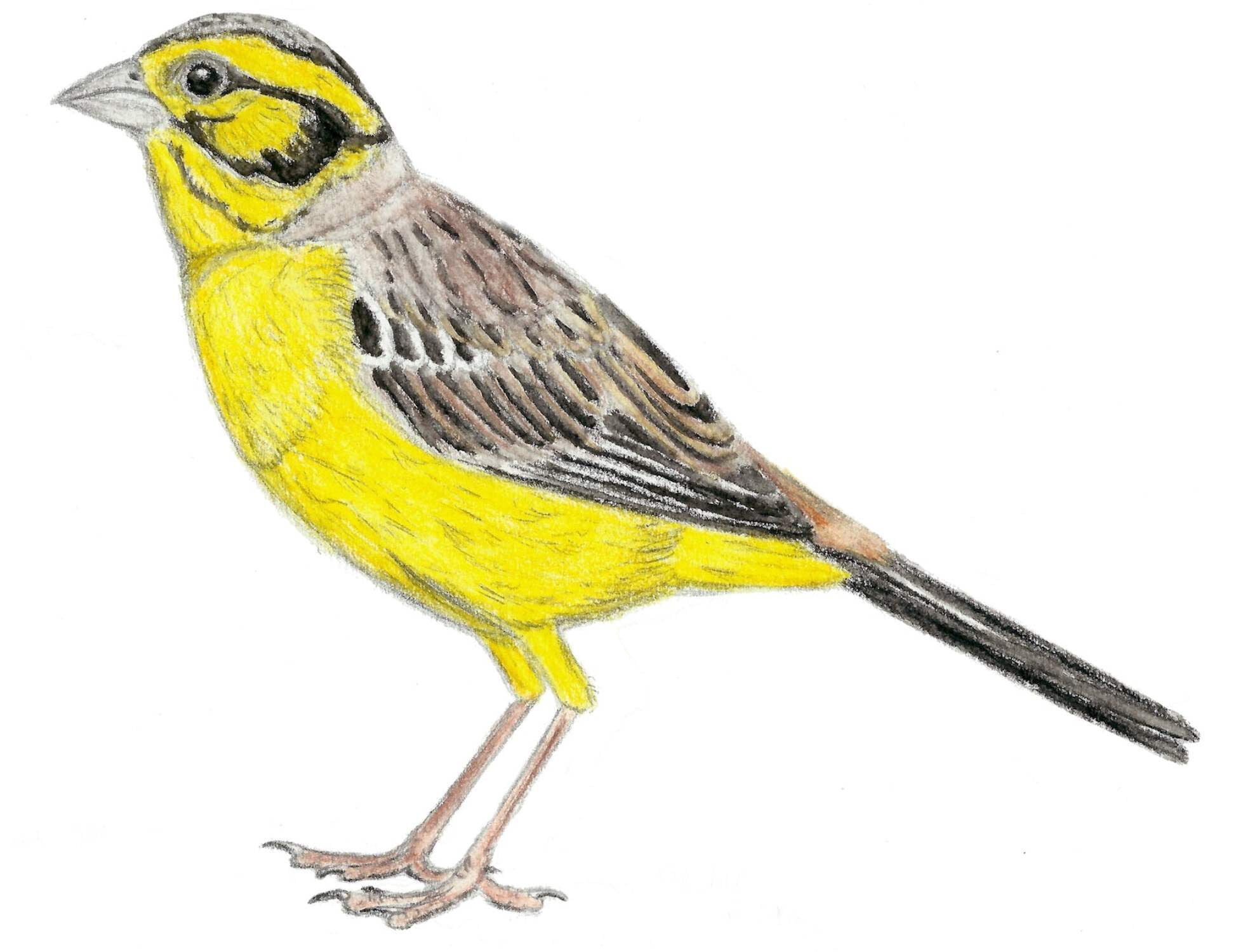 Extinct Long Legged Bunting Bird Glossy Poster Picture Photo Print ...