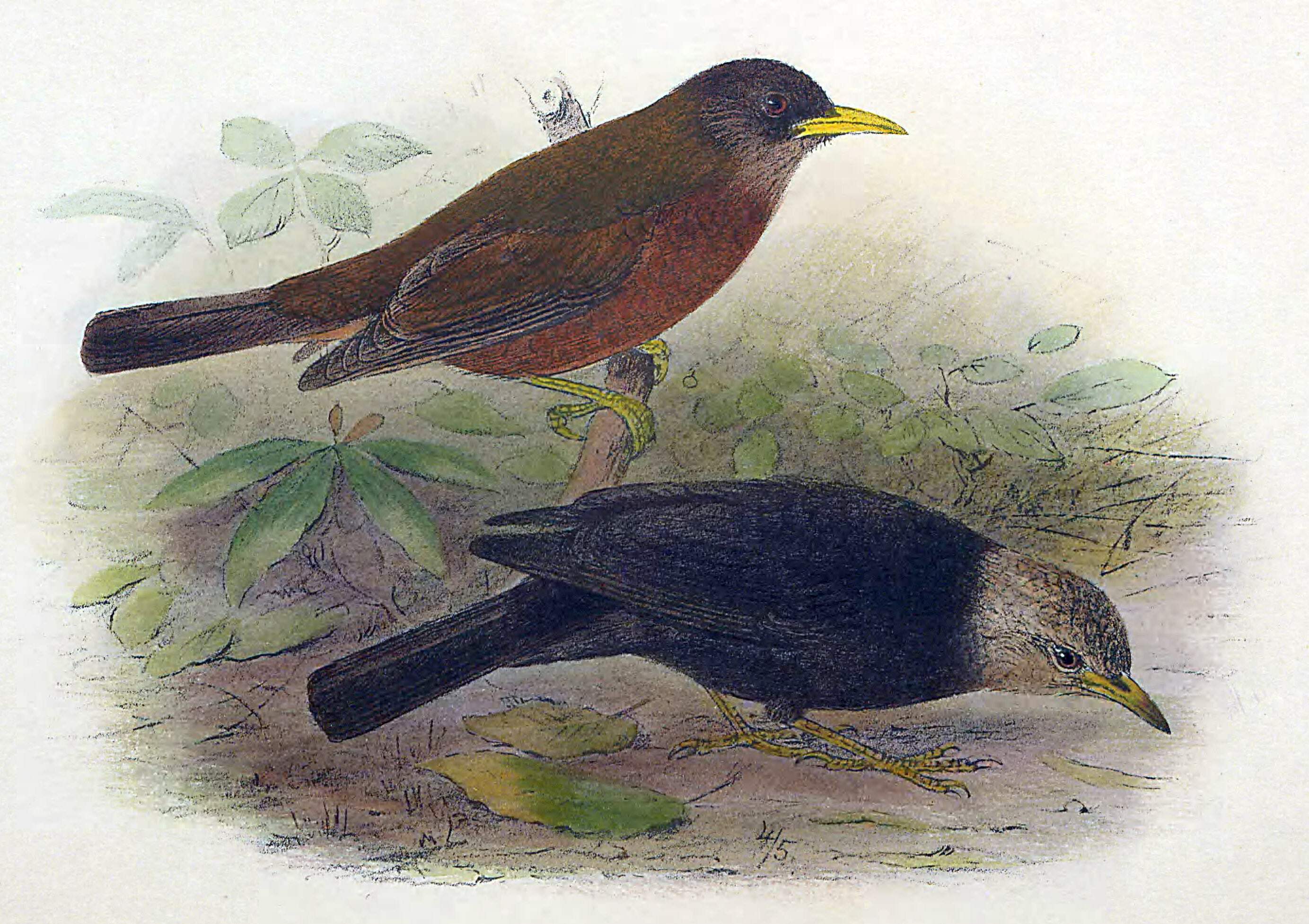 Extinct Lord Howe Thrush Bird Glossy Poster Picture Photo Print Banner ...