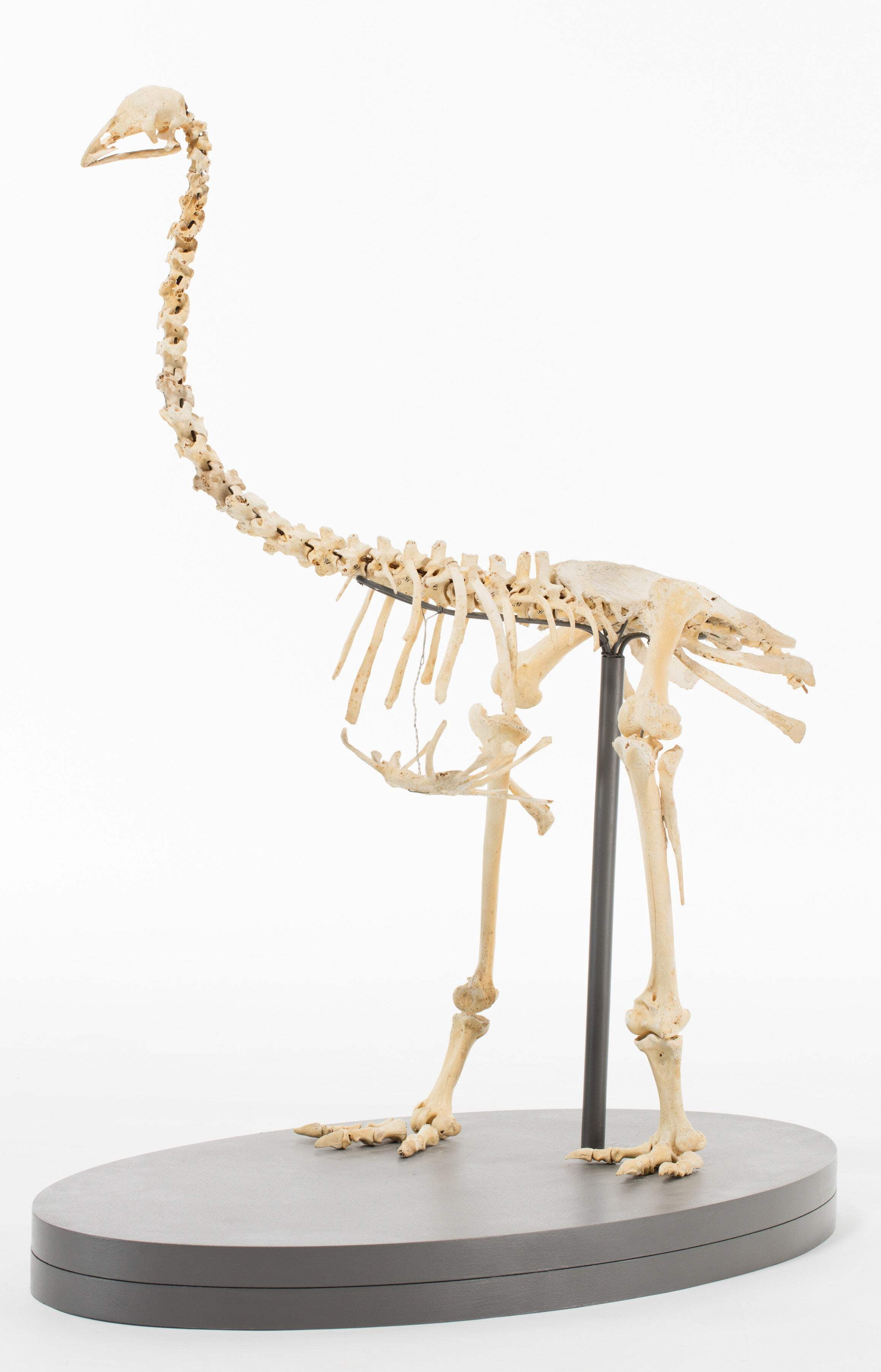 Extinct Mantell'S Moa Skeleton Glossy Poster Picture Photo Print Banner ...