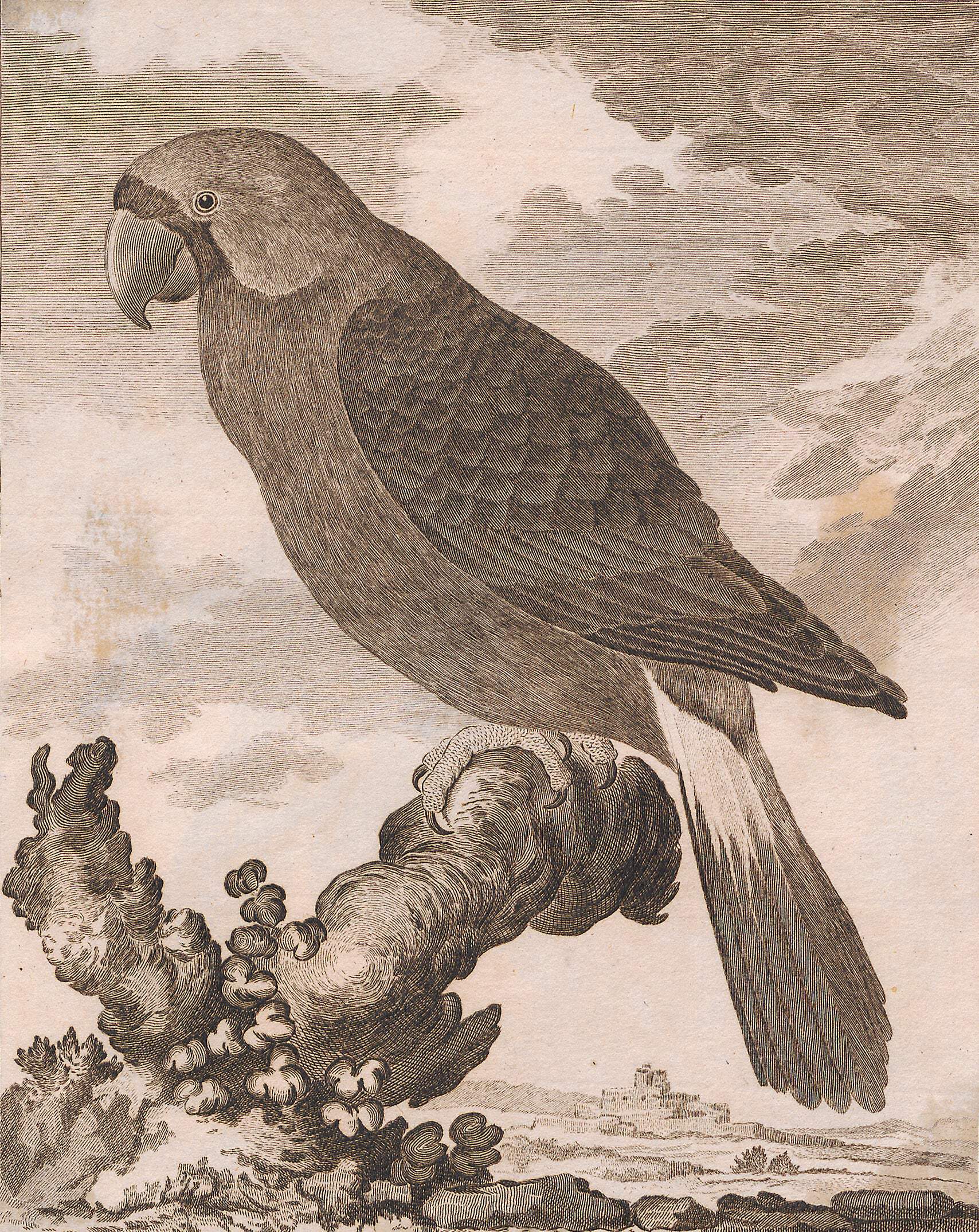 EXTINCT MASCARENE PARROT MASCARIN GLOSSY POSTER PICTURE PHOTO PRINT ...