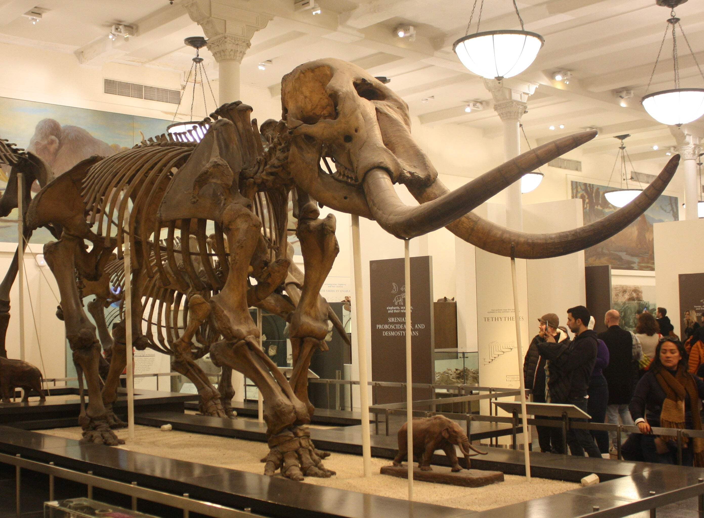 Extinct Mastodon Bones Glossy Poster Picture Photo Print Banner ...