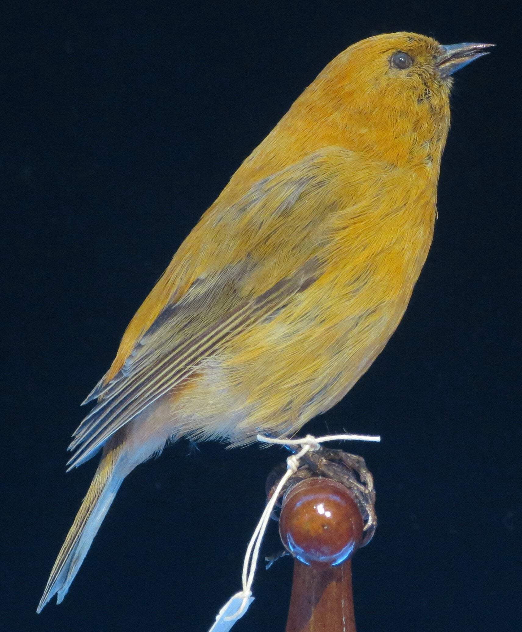 Extinct Maui 'Akepa Bird Glossy Poster Picture Photo Print Banner ...