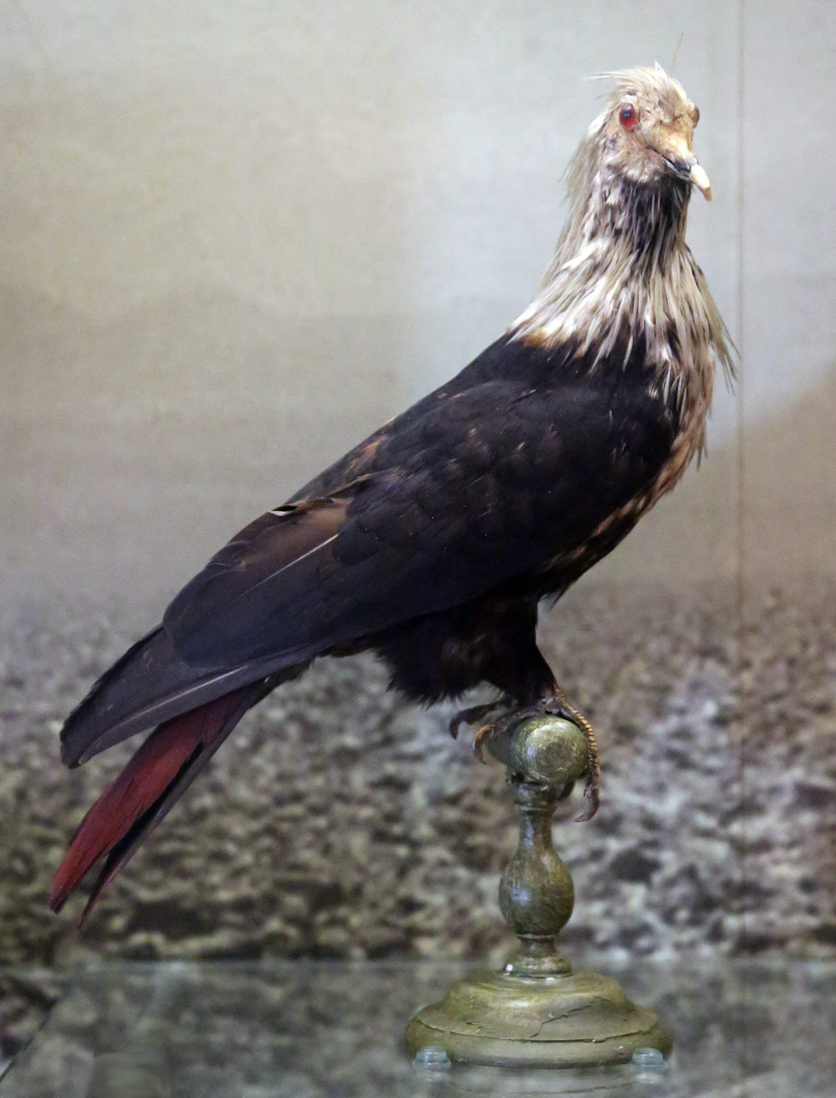 Extinct Mauritius Blue Pigeon Glossy Poster Picture Photo Print Banner ...