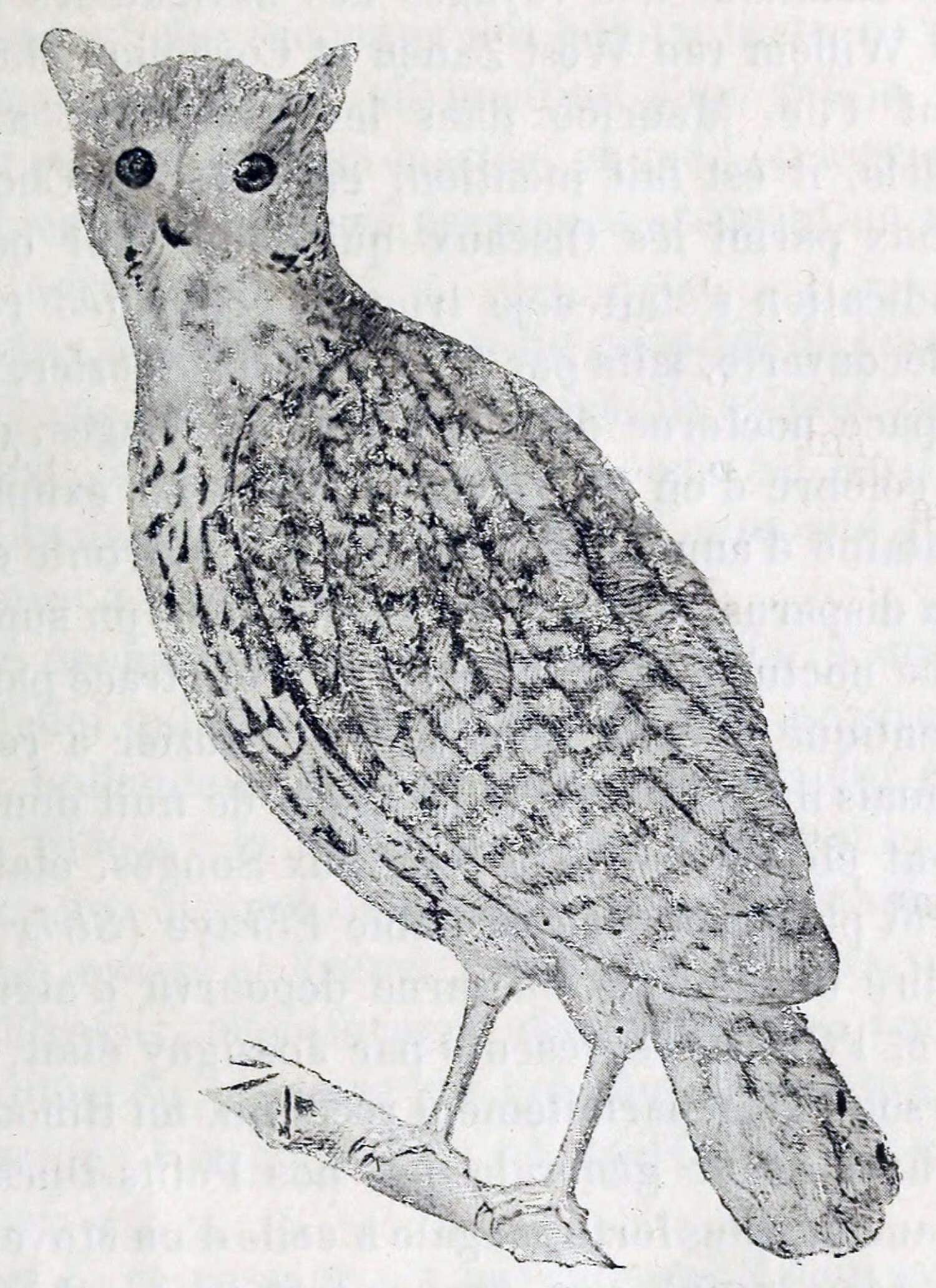 Extinct Mauritius Scops Owl Glossy Poster Picture Photo Print Banner ...